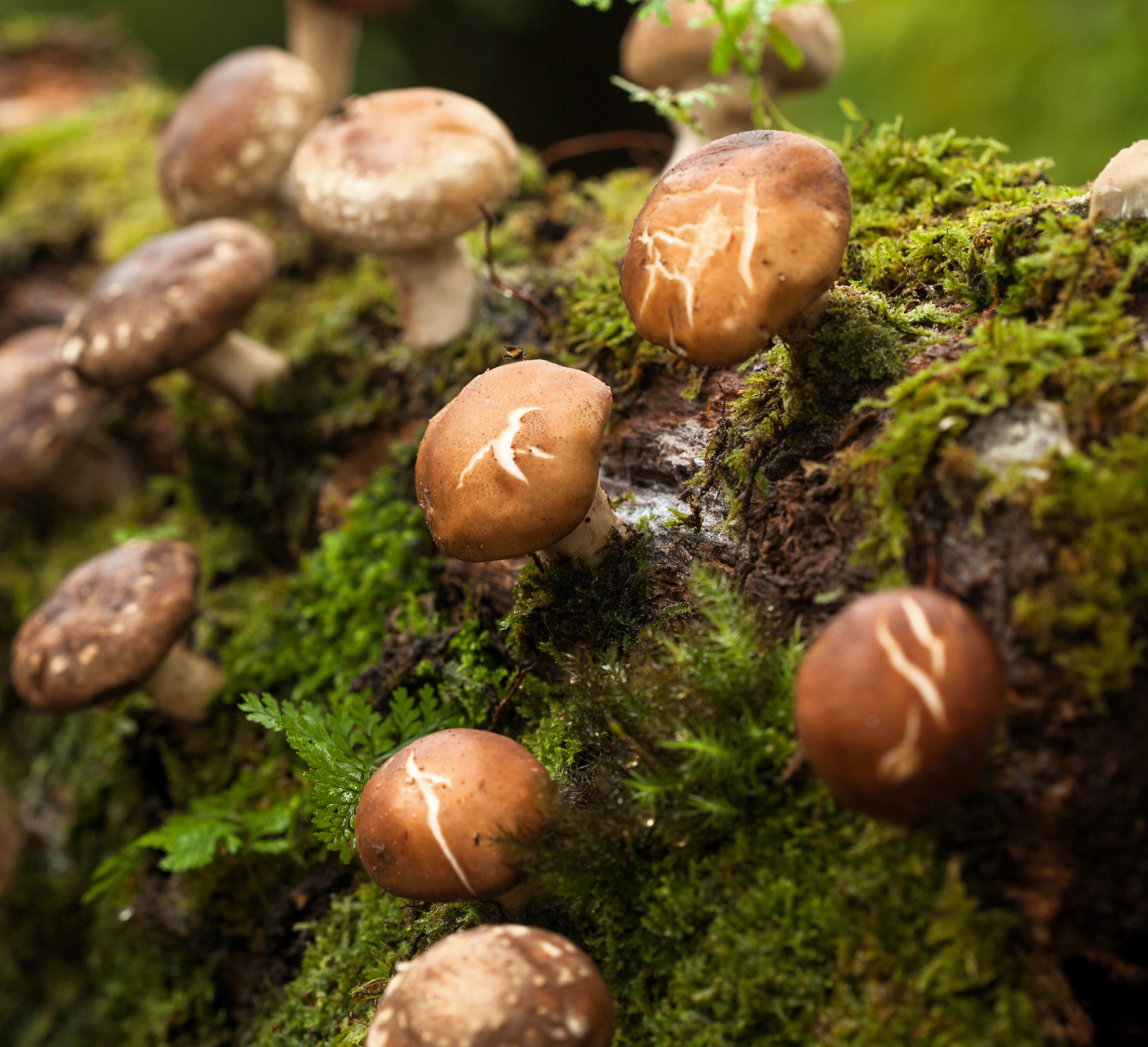 Mushrooms – Seedville USA