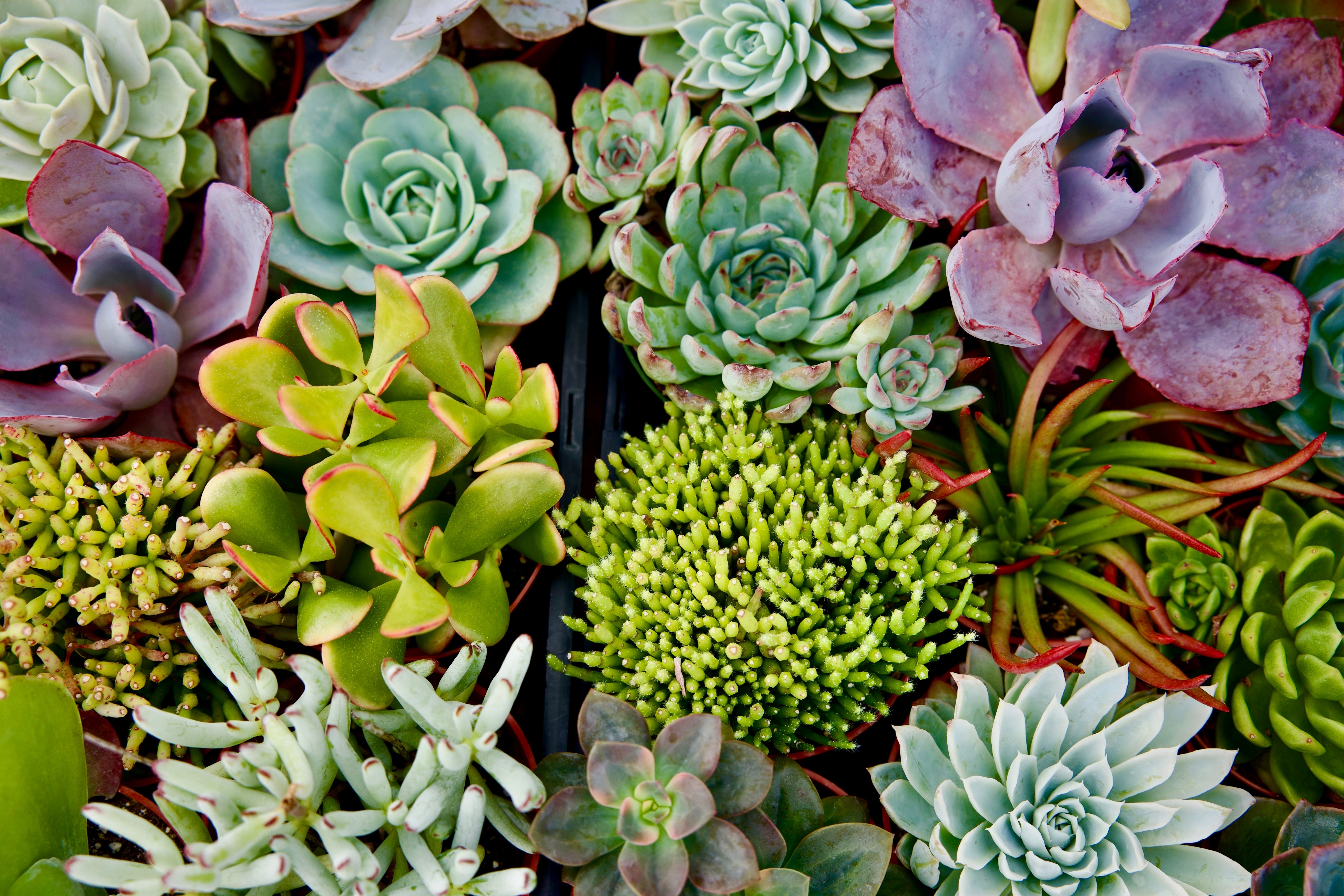 Live Succulent & Cactus Plants – Seedville USA