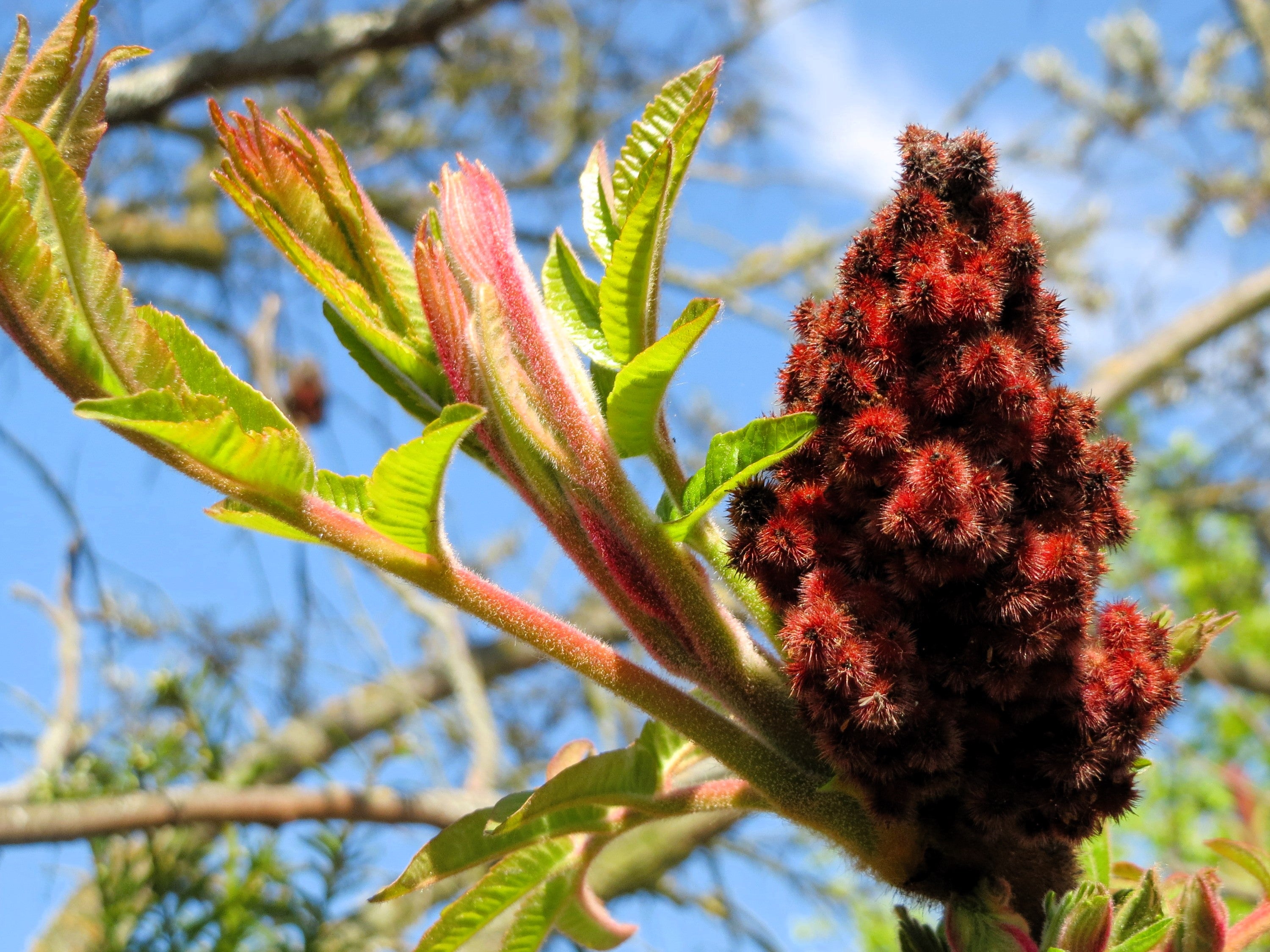 50 STAGHORN SUMAC TREE Rhus Typhina Yellow Flowers Red Berries Seeds ...
