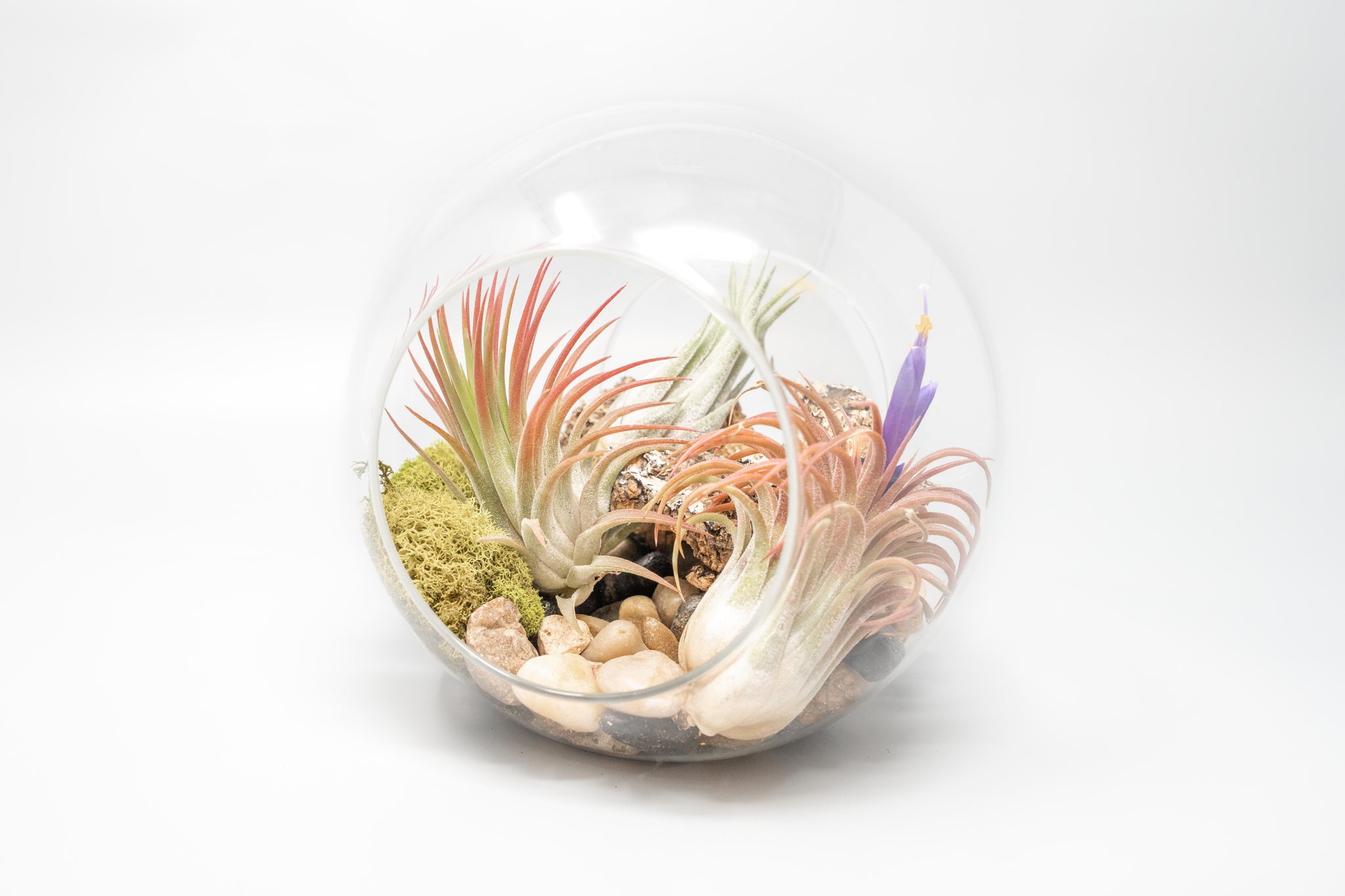 Large Hand-Blown Glass Terrarium with 3 Tillandsia Ionantha Air Plants ...