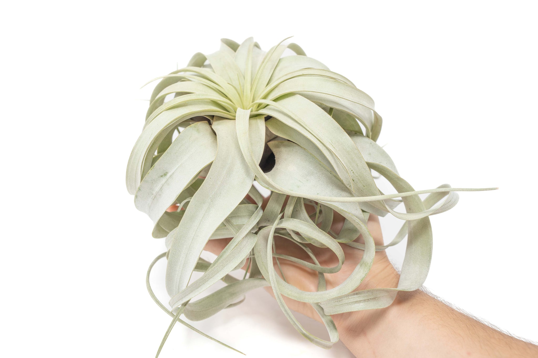 Large Tillandsia Xerographica / 6-8 Inches Wide – Seedville USA
