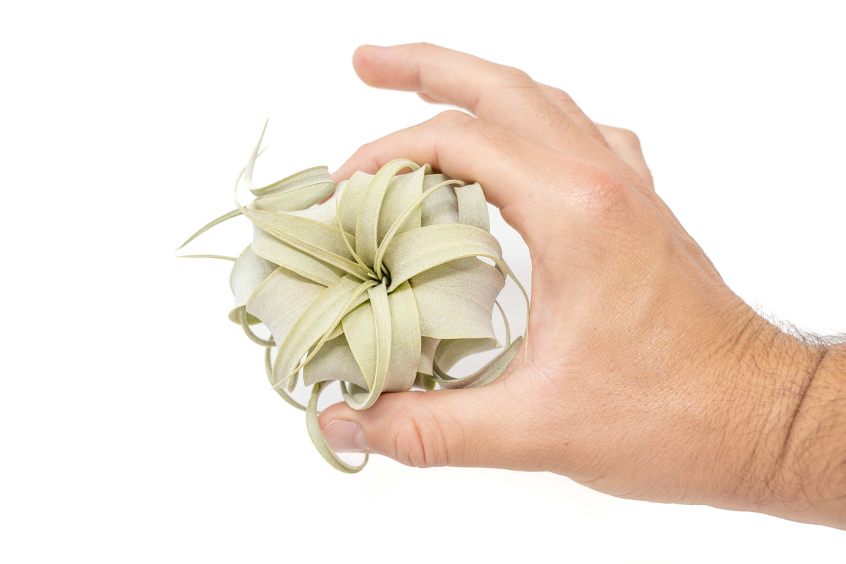Tillandsia Xerographica Air Plants - Multiple Sizes – Seedville USA