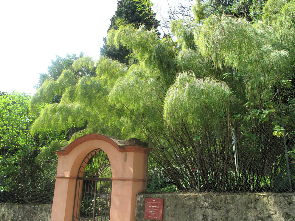 10 MEXICAN WEEPING BAMBOO Otatea Acuminata Rare Seeds – Seedville USA