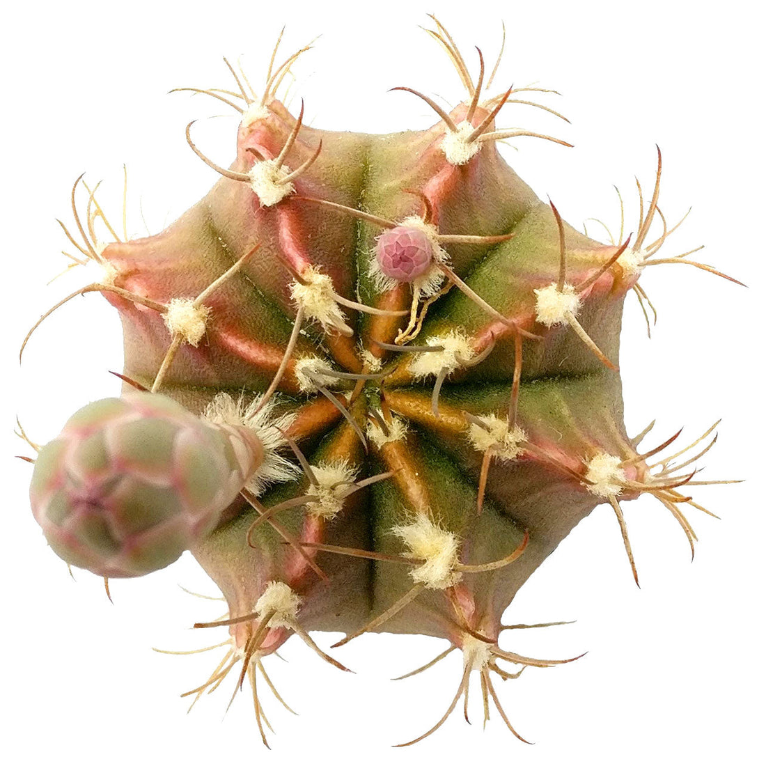 Britton And Rose Cactus – Seedville USA