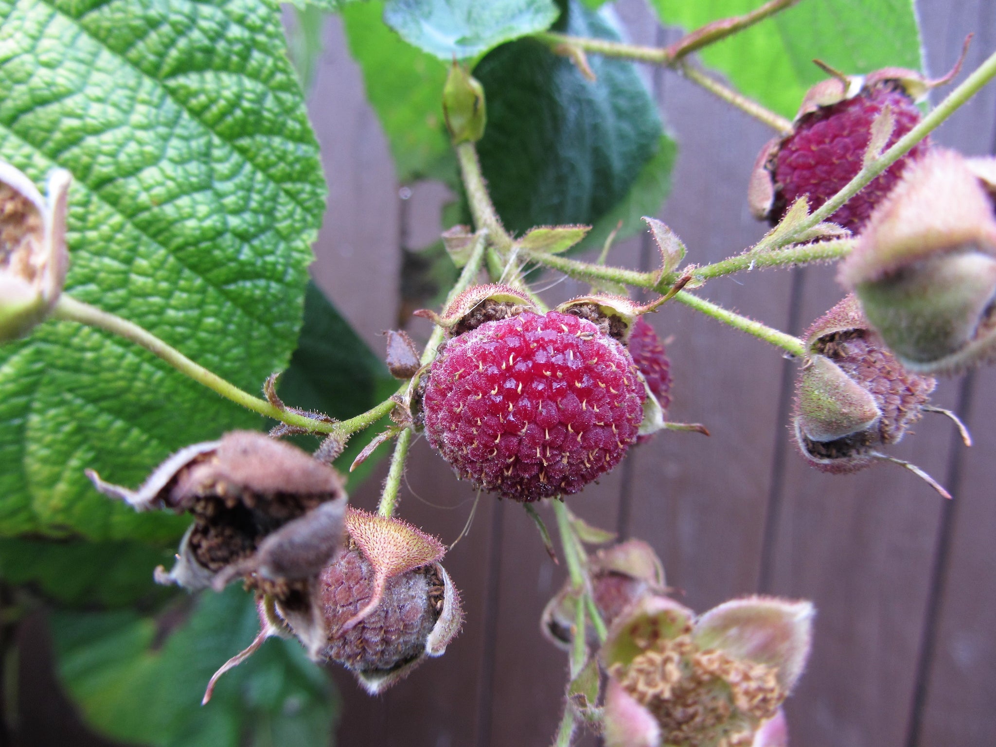 20 PURPLE FLOWERING RASPBERRY Thornless Edible Rubus Odoratus Fruit Be ...