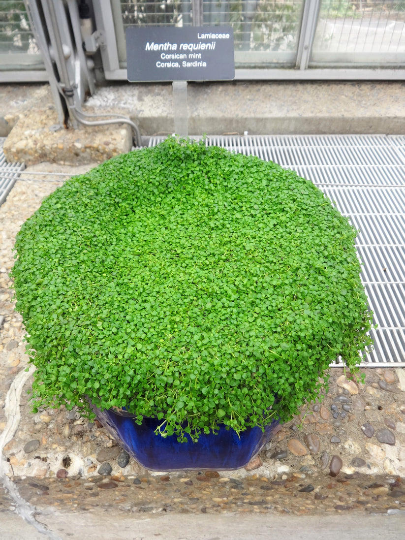 1000 Bulk CORSICAN MINT Mentha Requienii Herb Fragrant Ground Cover Fl – Seedville USA