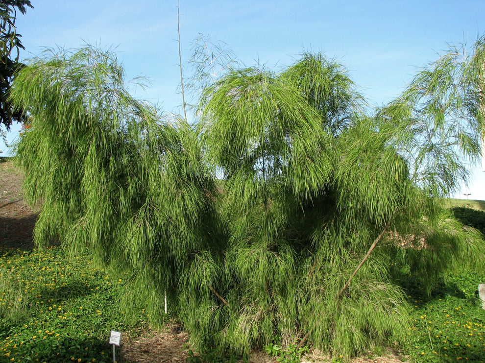 10 MEXICAN WEEPING BAMBOO Otatea Acuminata Rare Seeds – Seedville USA