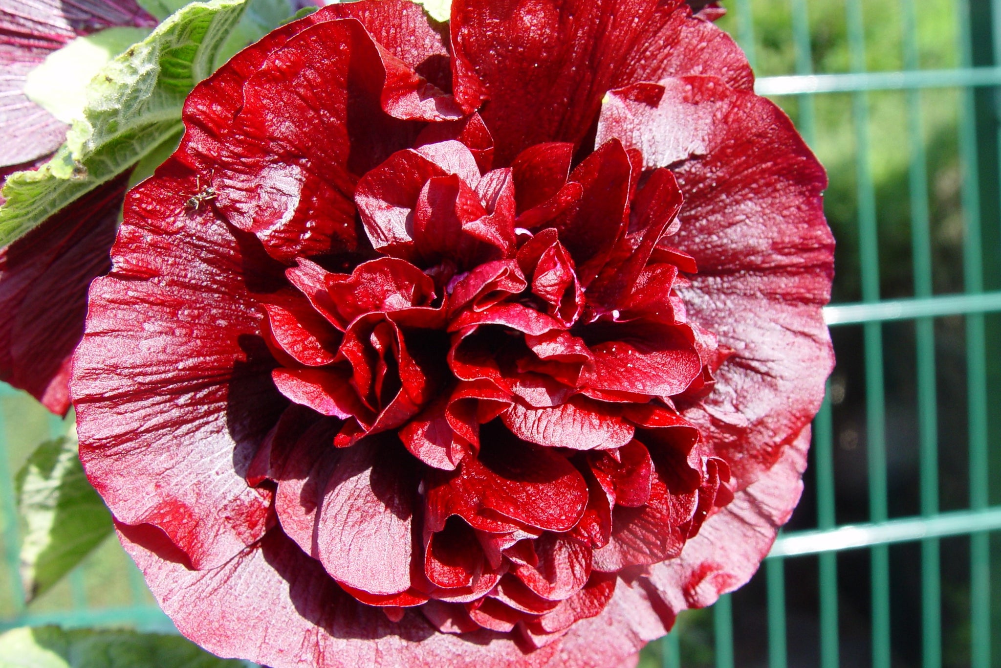 50 Dwarf Double HOLLYHOCK MAJORETTE MIX Alcea Rosea Red Pink White Mar ...