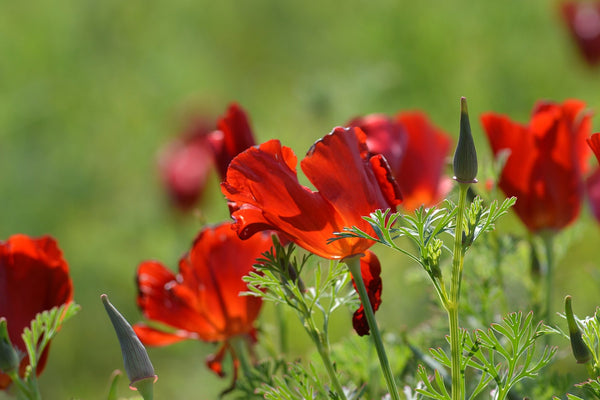 100 RED CALIFORNIA POPPY Eschscholzia Californica Native Flower Seeds ...