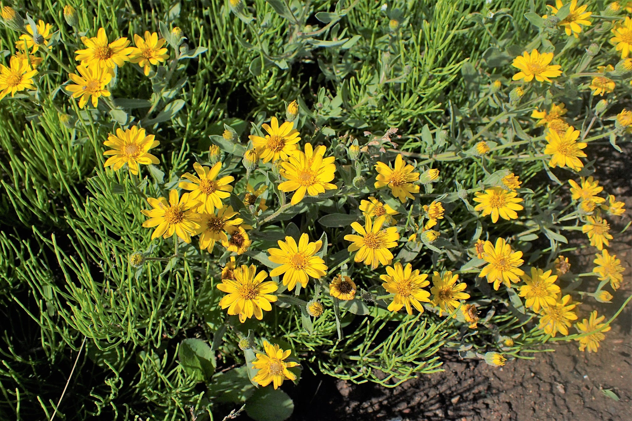 100 HAIRY GOLDEN ASTER Chrysopsis Heterotheca Villosa Herb Yellow Flow – Seedville USA