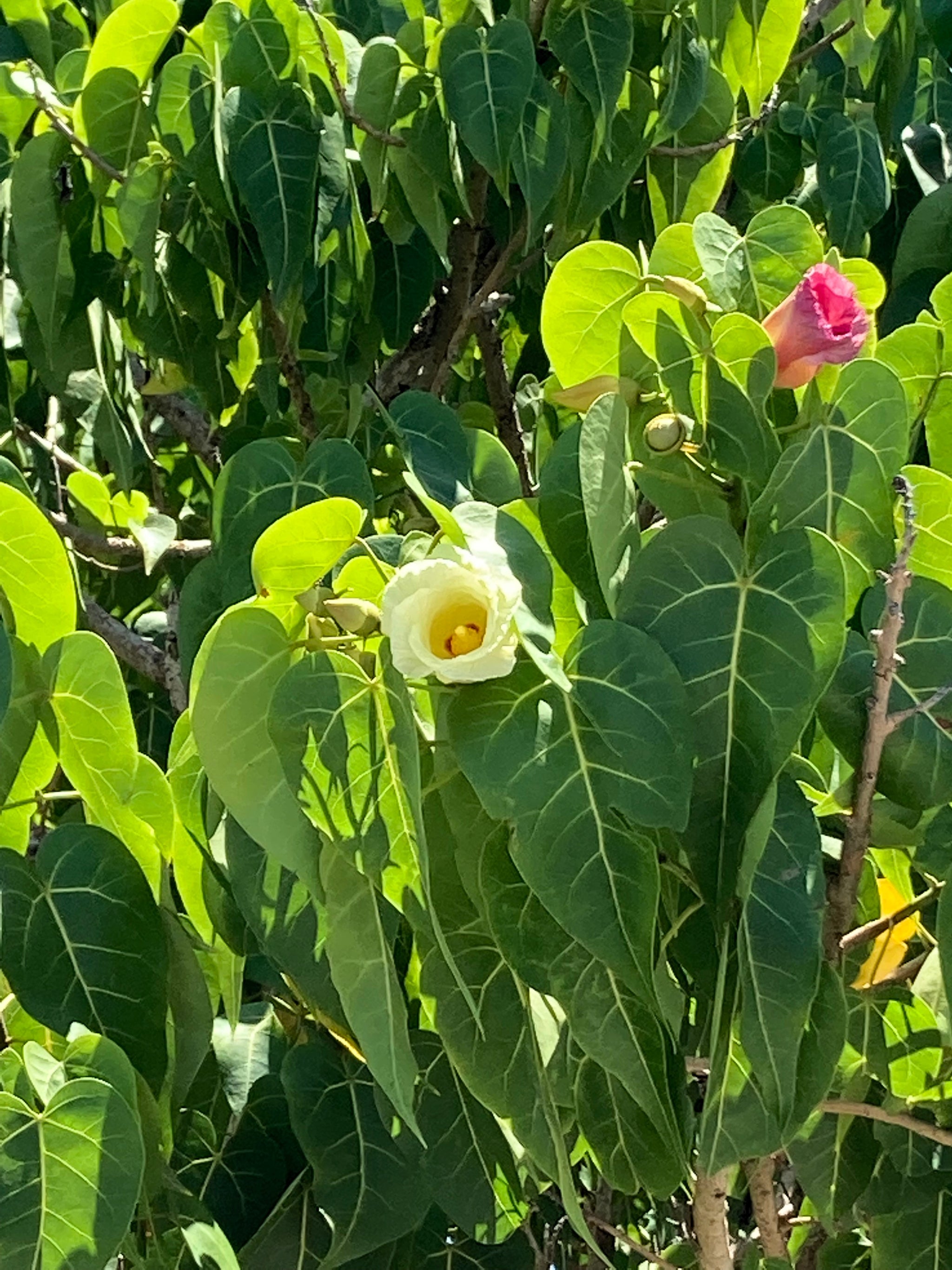 10 PORTIA TREE Yellow Pink Purple Flowers Change Color Pacific Rosewoo ...