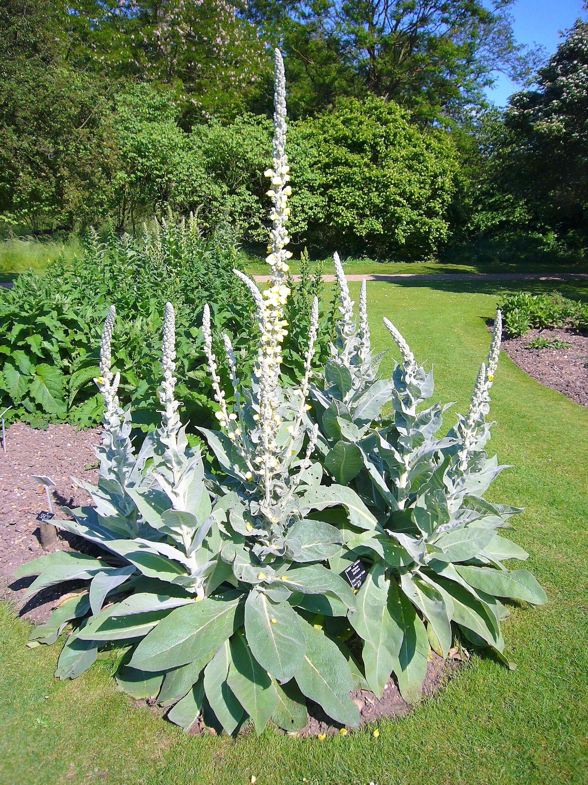 100 WHITE BLUSH VERBASCUM Blattaria Albiflorum Moth Mullein Flower See ...