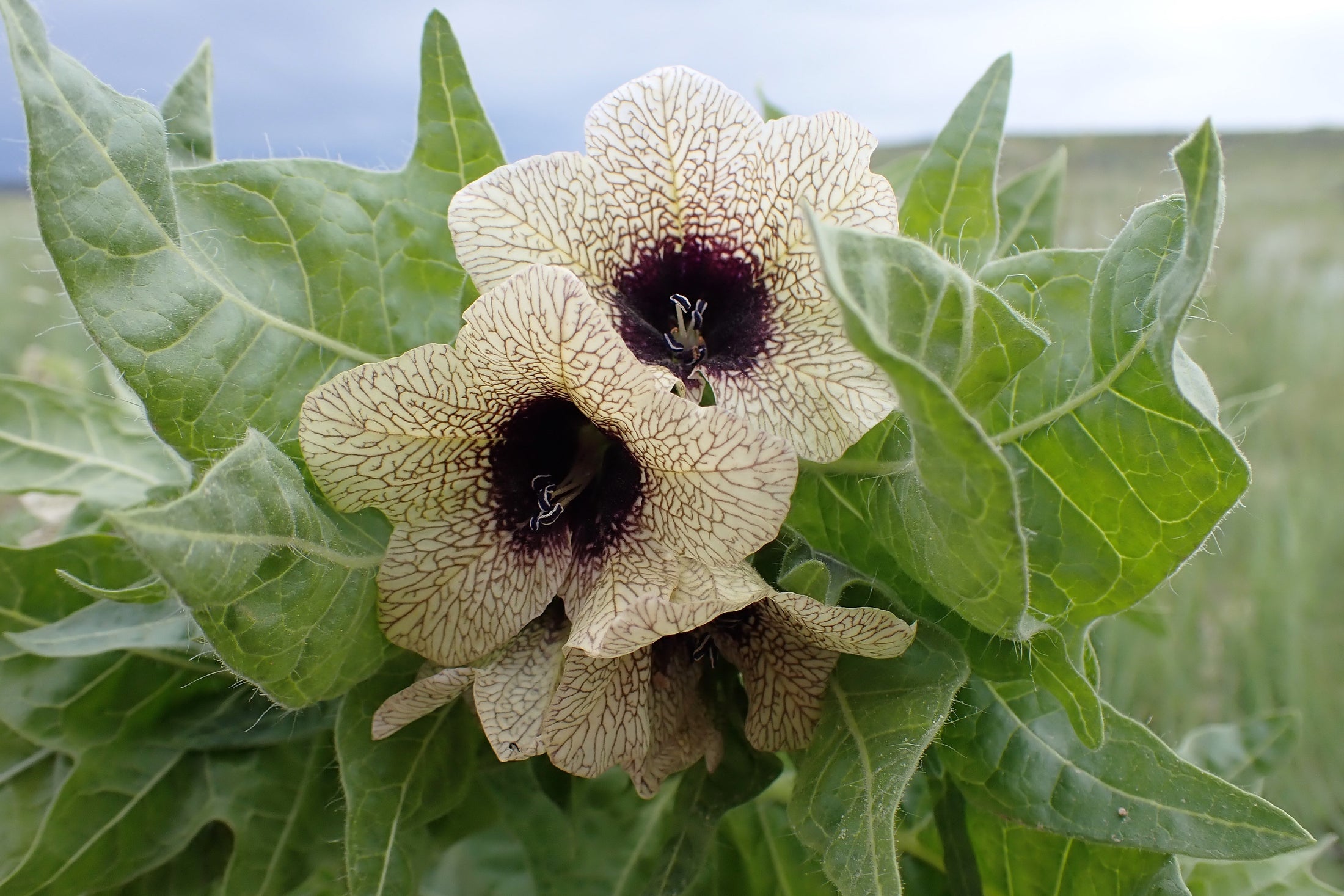 200 Black HENBANE Nightshade Hyoscyamus Niger Flower Seeds – Seedville USA