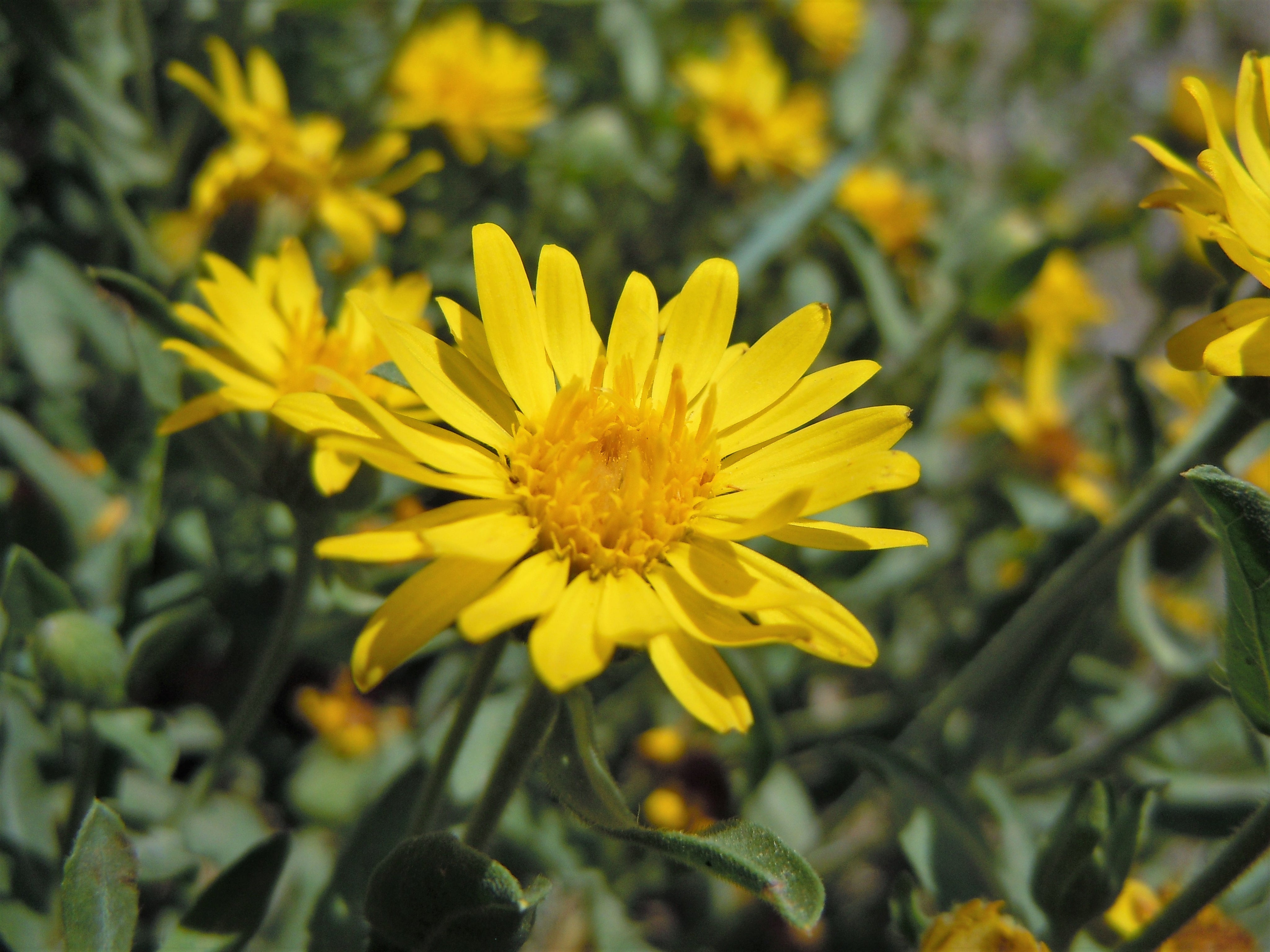 100 HAIRY GOLDEN ASTER Chrysopsis Heterotheca Villosa Herb Yellow Flow – Seedville USA