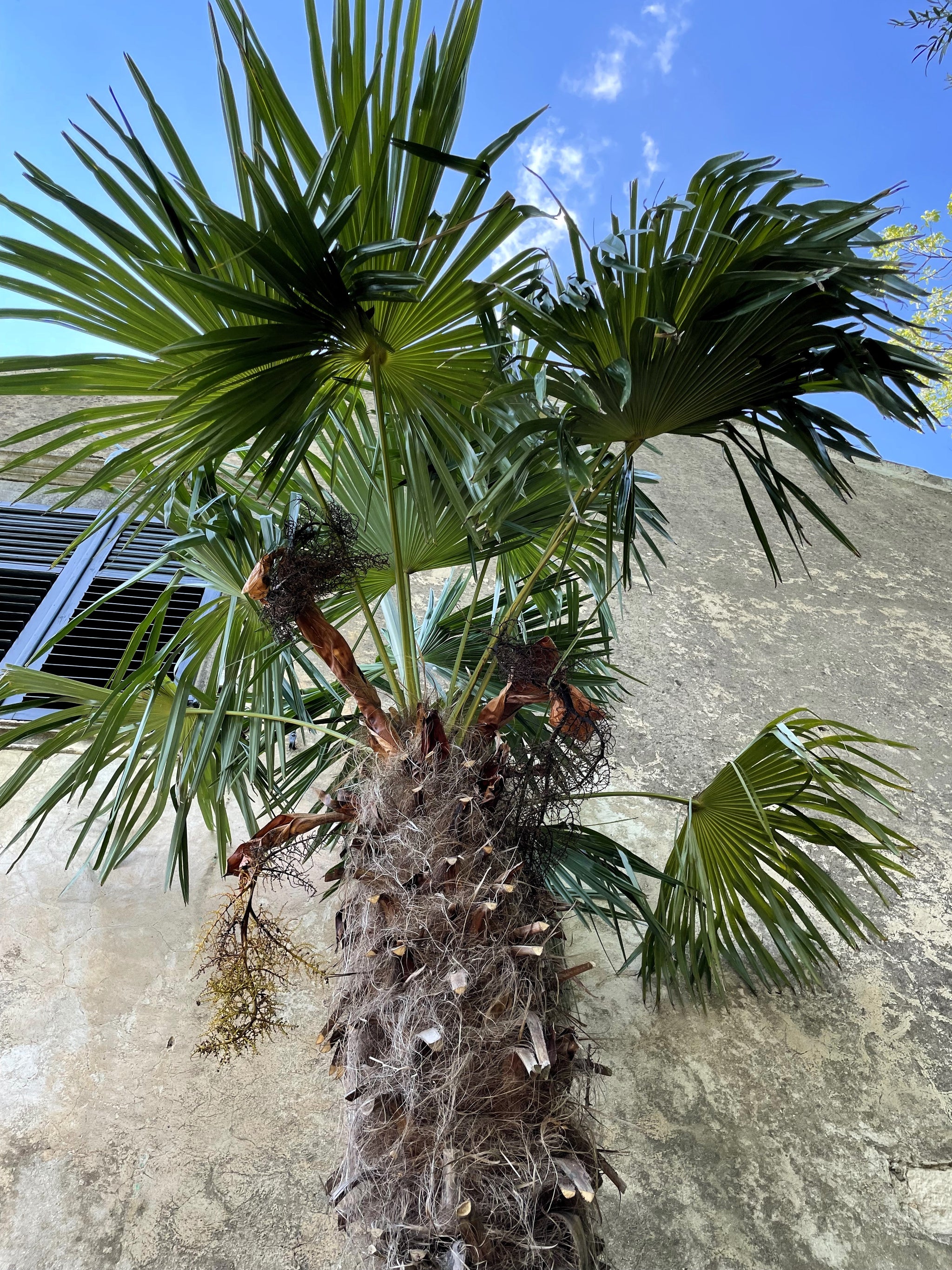 10 WAGNER WINDMILL PALM Dwarf Chusa Trachycarpus Fortunei Wagnerianus ...