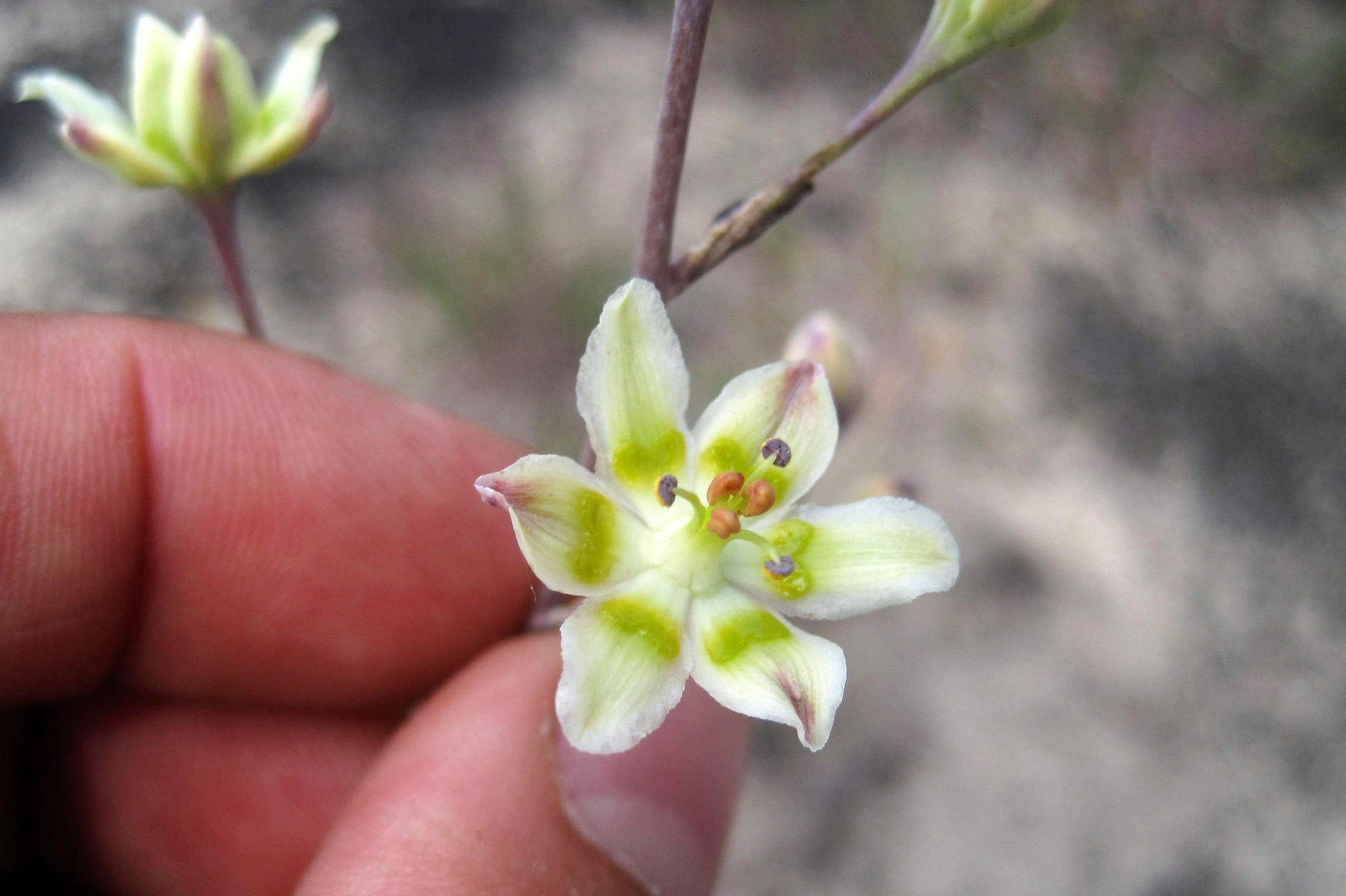 100 WHITE CAMAS Anticlea Elegans Zigadenus Camass Alkali Native Flower ...