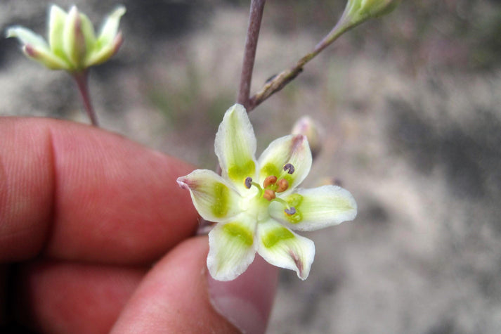 100 WHITE CAMAS Anticlea Elegans Zigadenus Camass Alkali Native Flower ...