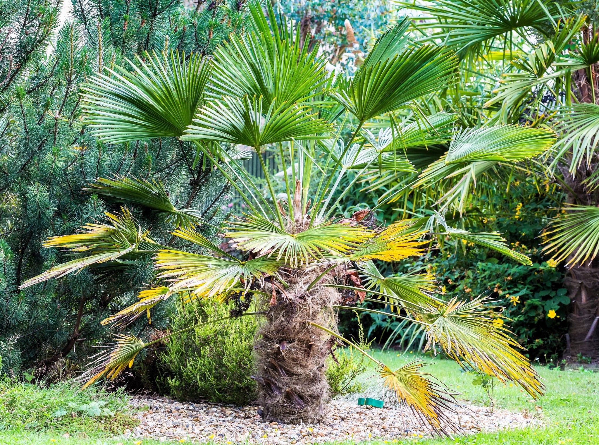 10 WAGNER WINDMILL PALM Dwarf Chusa Trachycarpus Fortunei Wagnerianus ...