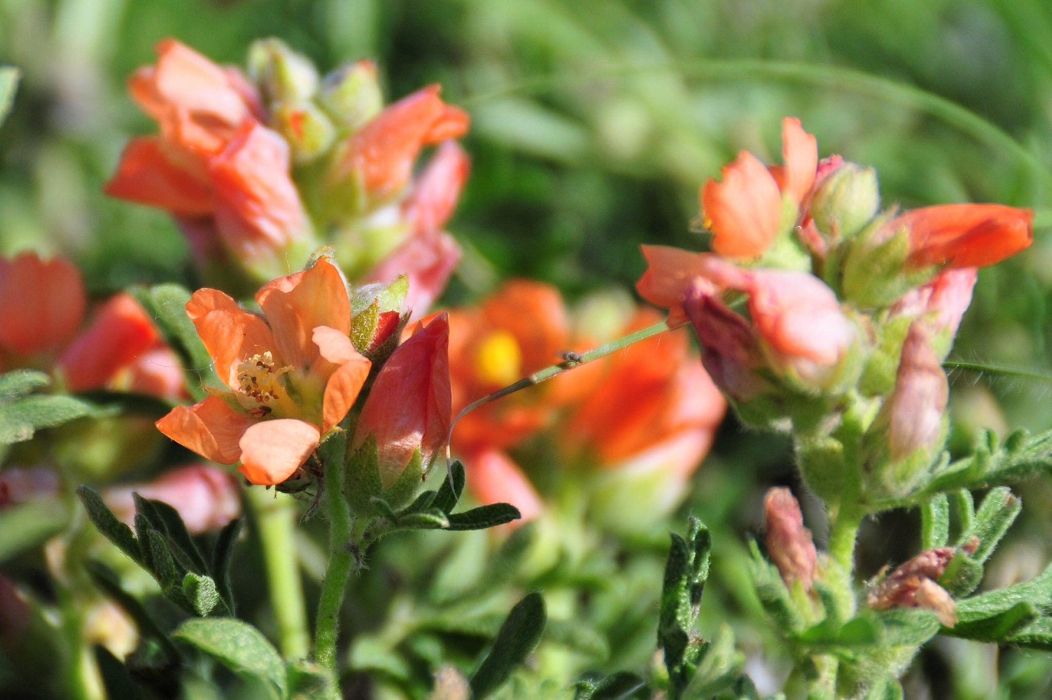 20 SCARLET GLOBEMALLOW Sphaeralcea Coccinea Cowboy's Delight Native Re ...