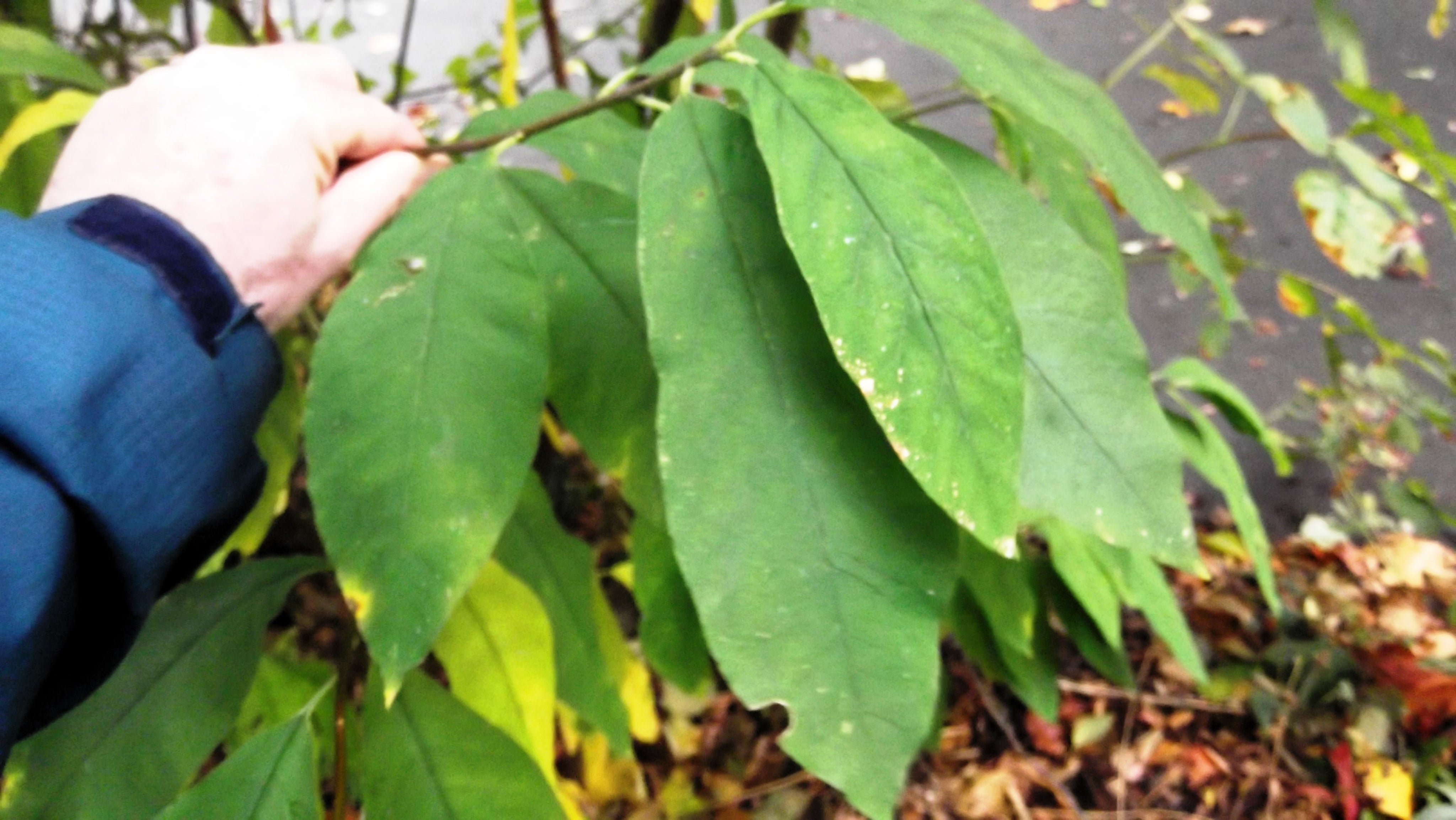 15 INDIAN PLUM Osoberry Oregon Oso Berry Oemleria Cerasiformis Fruit S ...
