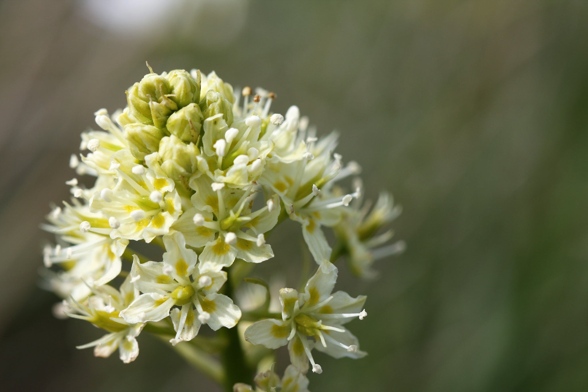 100 WHITE CAMAS Anticlea Elegans Zigadenus Camass Alkali Native Flower ...