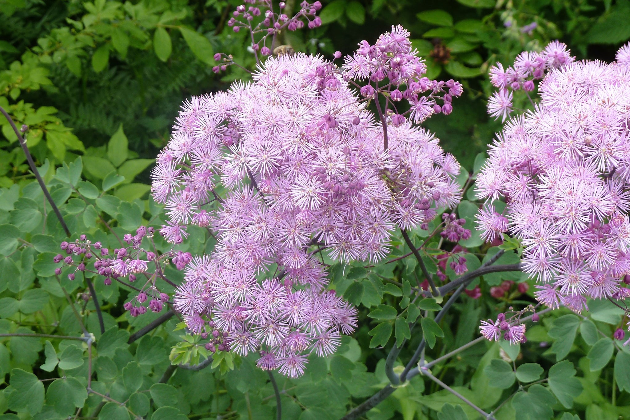 5 COLUMBINE MEADOW RUE Thalictrum Aquilegifolium Purple Pink Flower Se ...