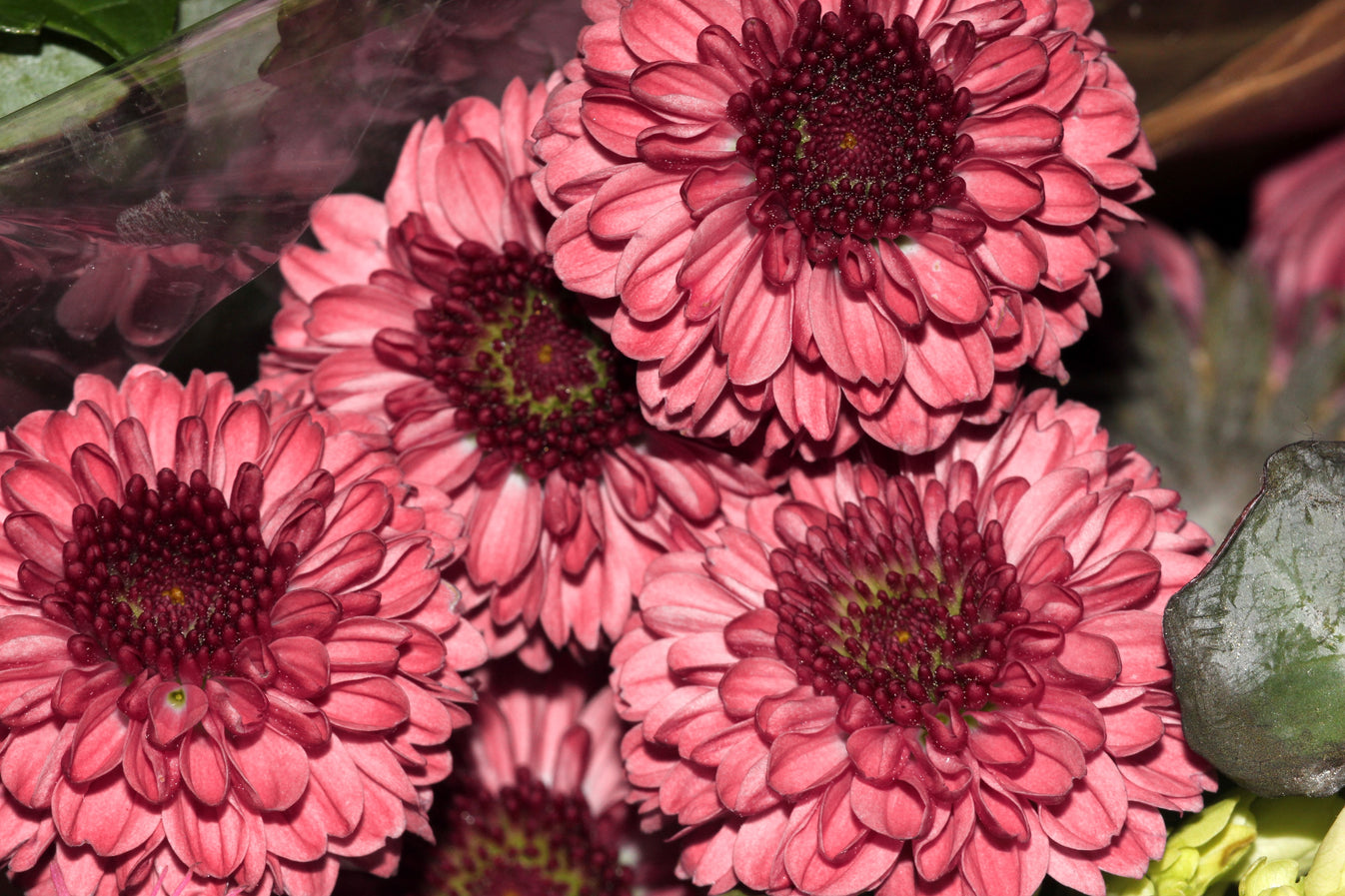 100 Tricolor DOUBLE PAINTED DAISY Chrysanthemum Carinatum Tanacetum Du ...