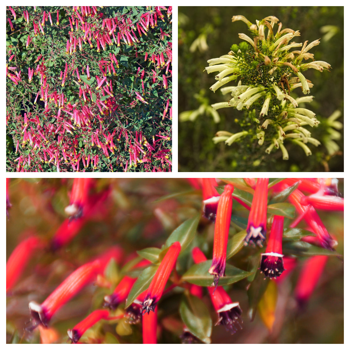 10 MIXED CIGAR PLANT Cuphea Ignea Red Pink White Firecracker Flower Se ...