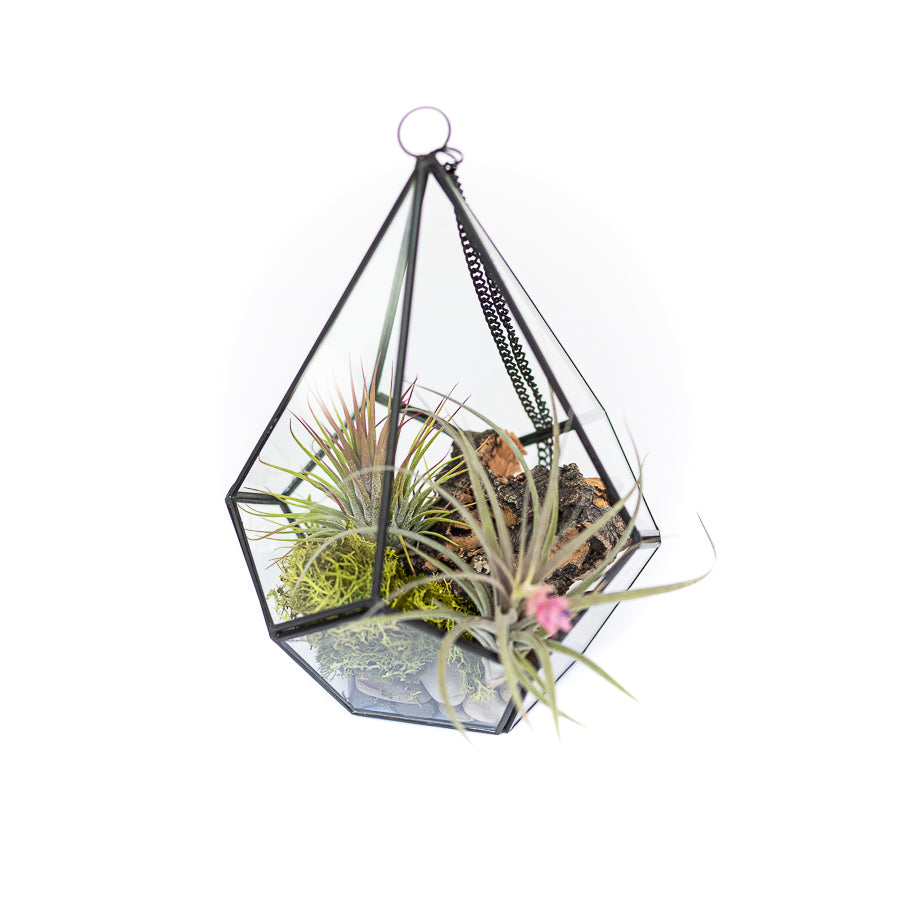 DIY Glass Diamond Terrarium – Seedville USA