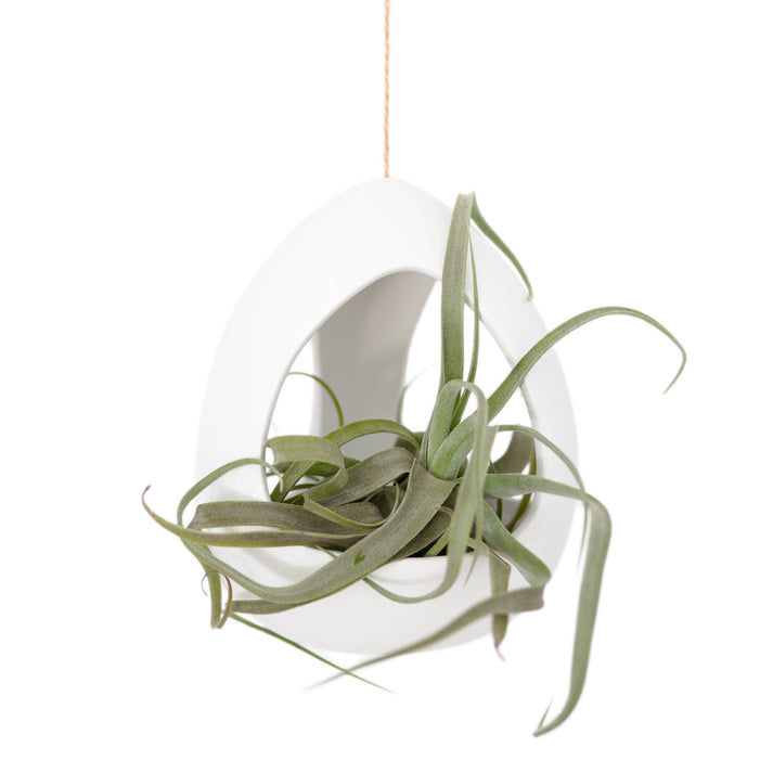 Large White Ceramic Hanging Pod with Two Assorted Tillandsia Plants ...