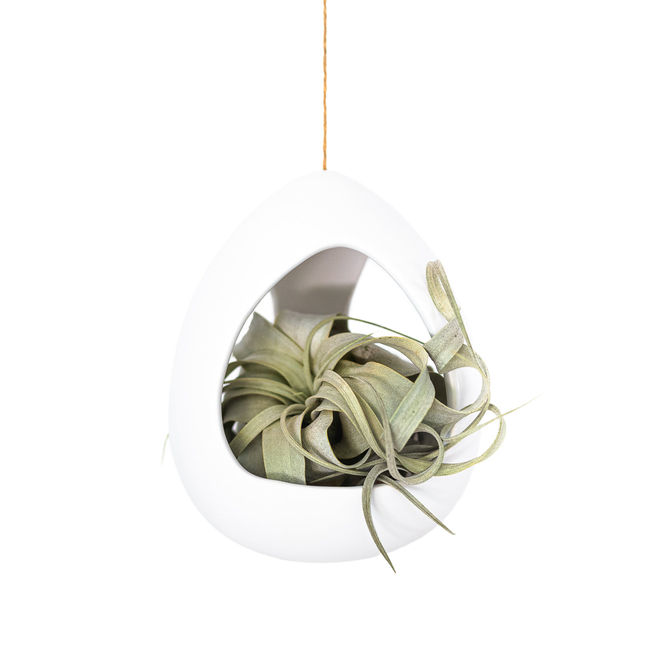 Large White Ceramic Hanging Pod with Tillandsia Xerographica ...