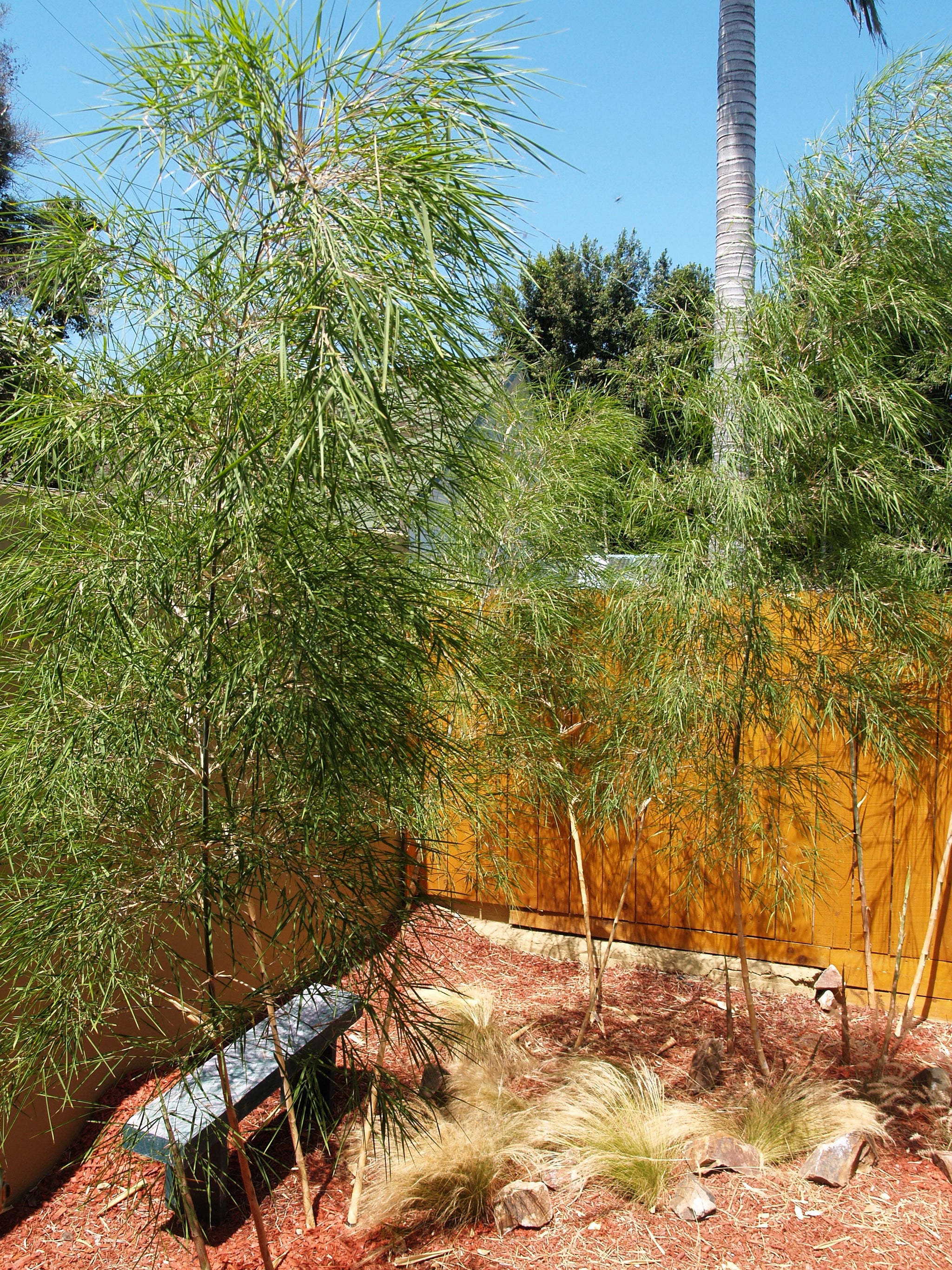 10 MEXICAN WEEPING BAMBOO Otatea Acuminata Rare Seeds – Seedville USA