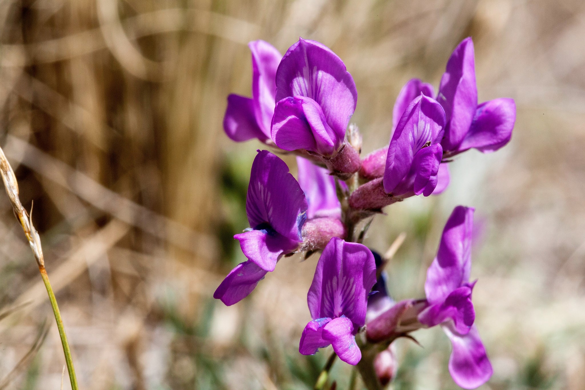 30 Purple LOCOWEED CRAZYWEED Oxytropis Lambertii Native Flower Seeds ...