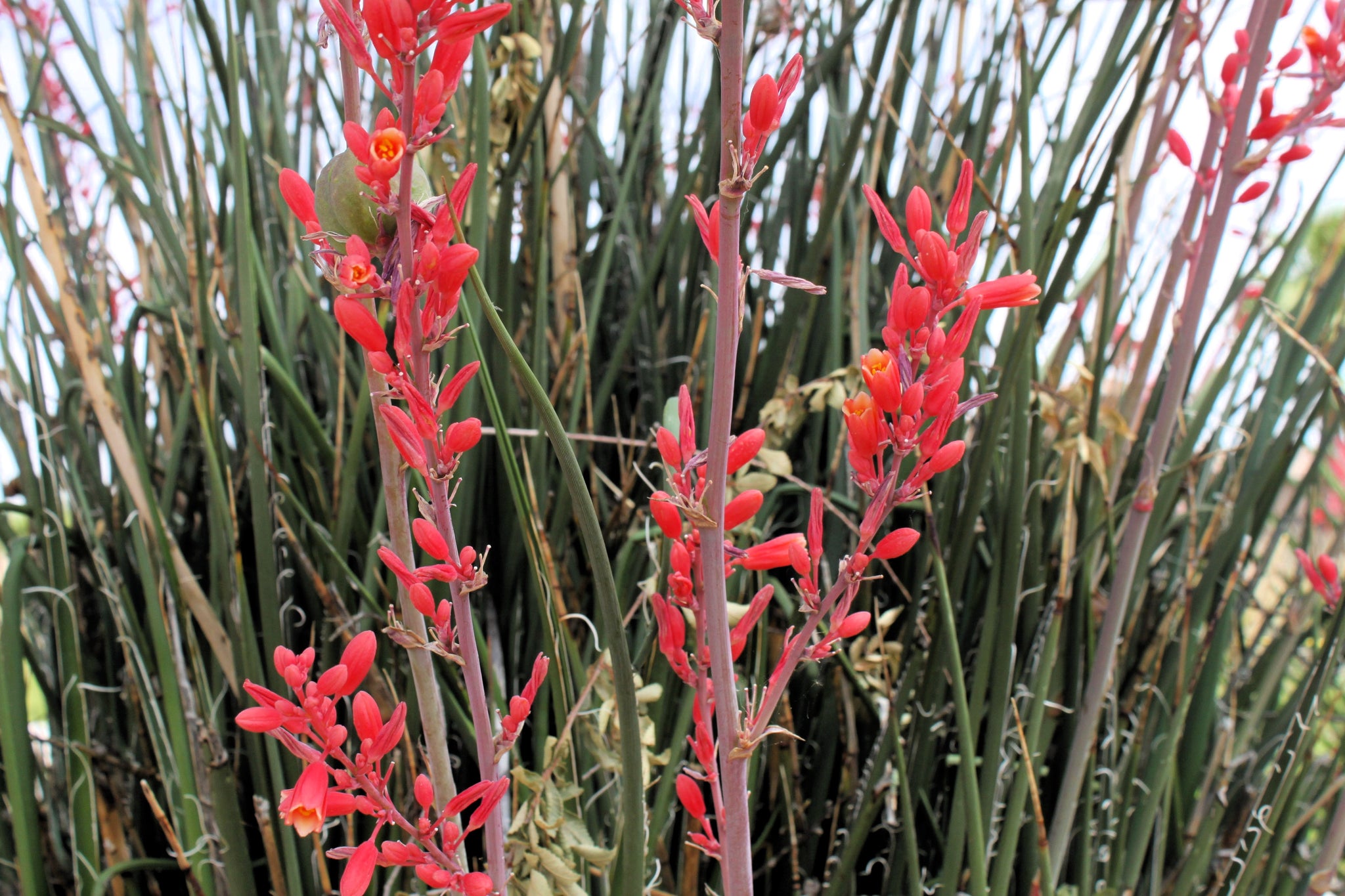 25 RED YUCCA Hesperaloe Parviflora aka Hummingbird, Coral, & Texas Yuc ...
