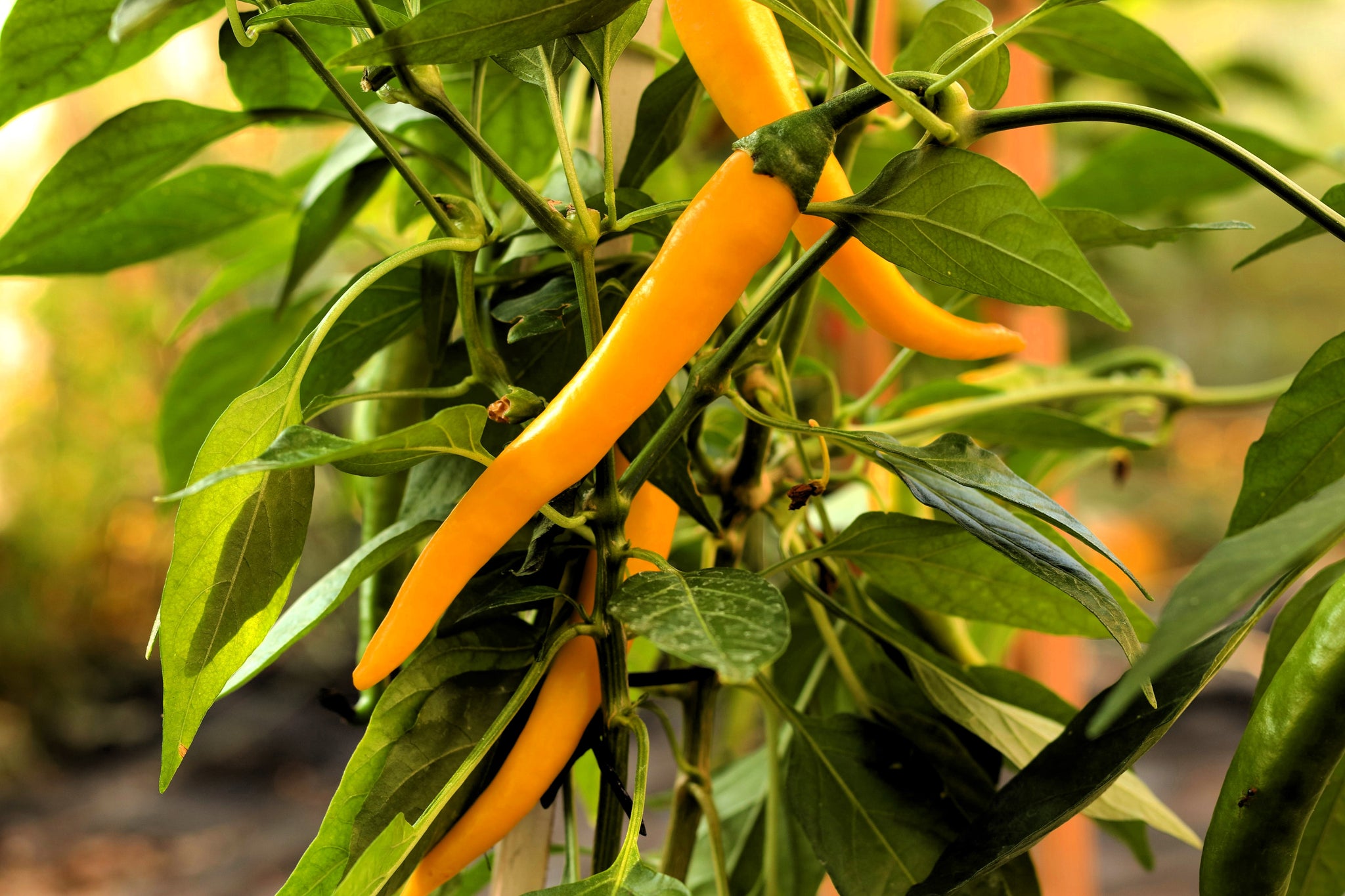 50 GOLDEN CAYENNE PEPPER Hot Yellow Capsicum Annuum Vegetable Seeds ...
