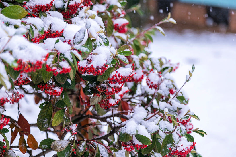 20 SILVER BUFFALOBERRY Shepherdia Argentea Red Fruit Native Bullberry ...