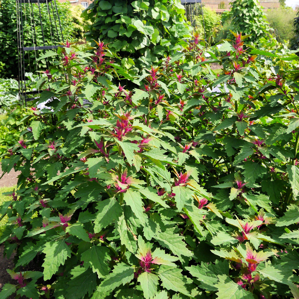 100 GIANT GOOSEFOOT Chenopodium Giganteum Purple Magenta Spreen Vegeta ...