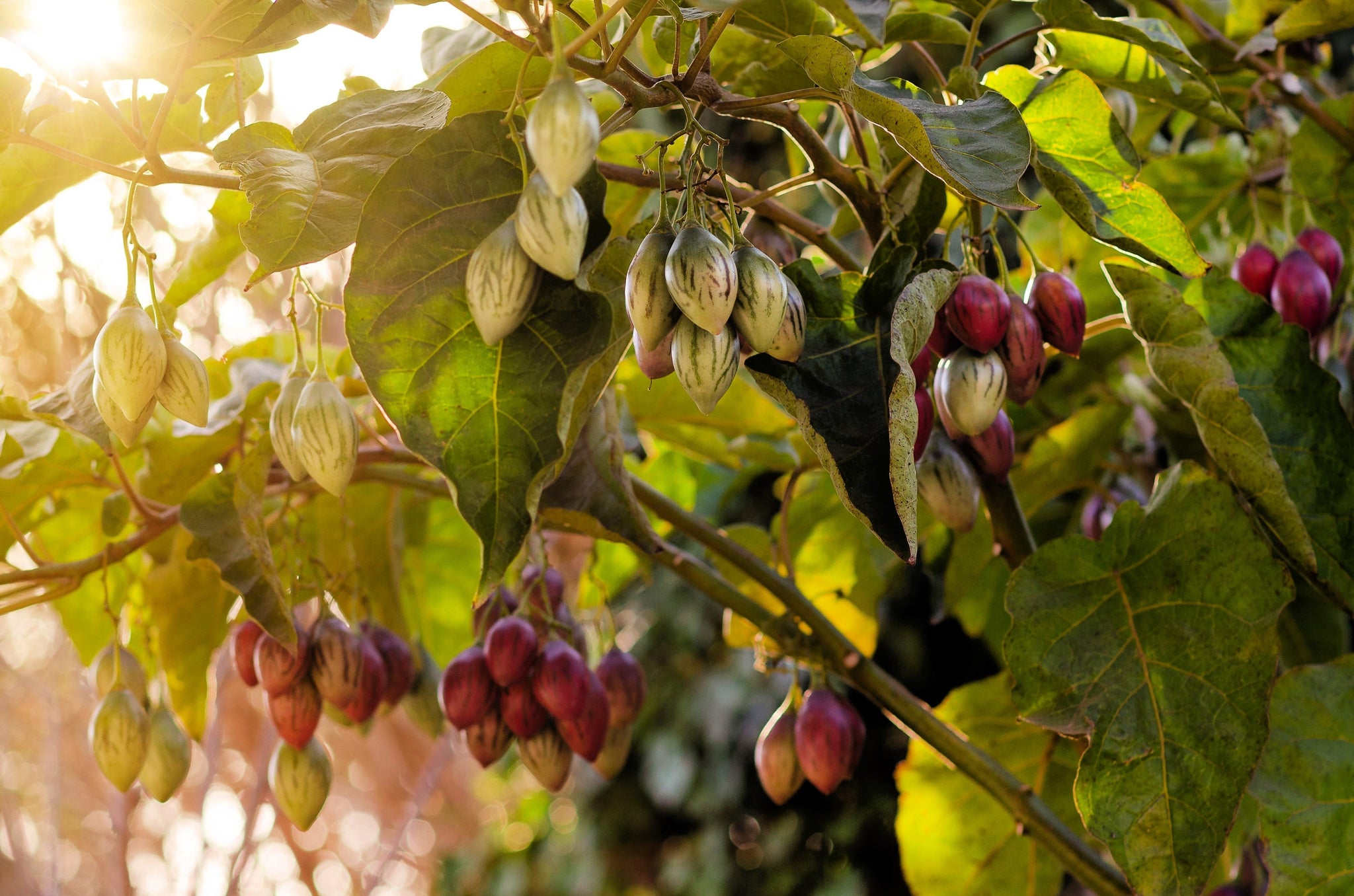 10 TAMARILLO / TREE TOMATO Cyphomandra Betacea Solanum Fruit Tree Seed ...