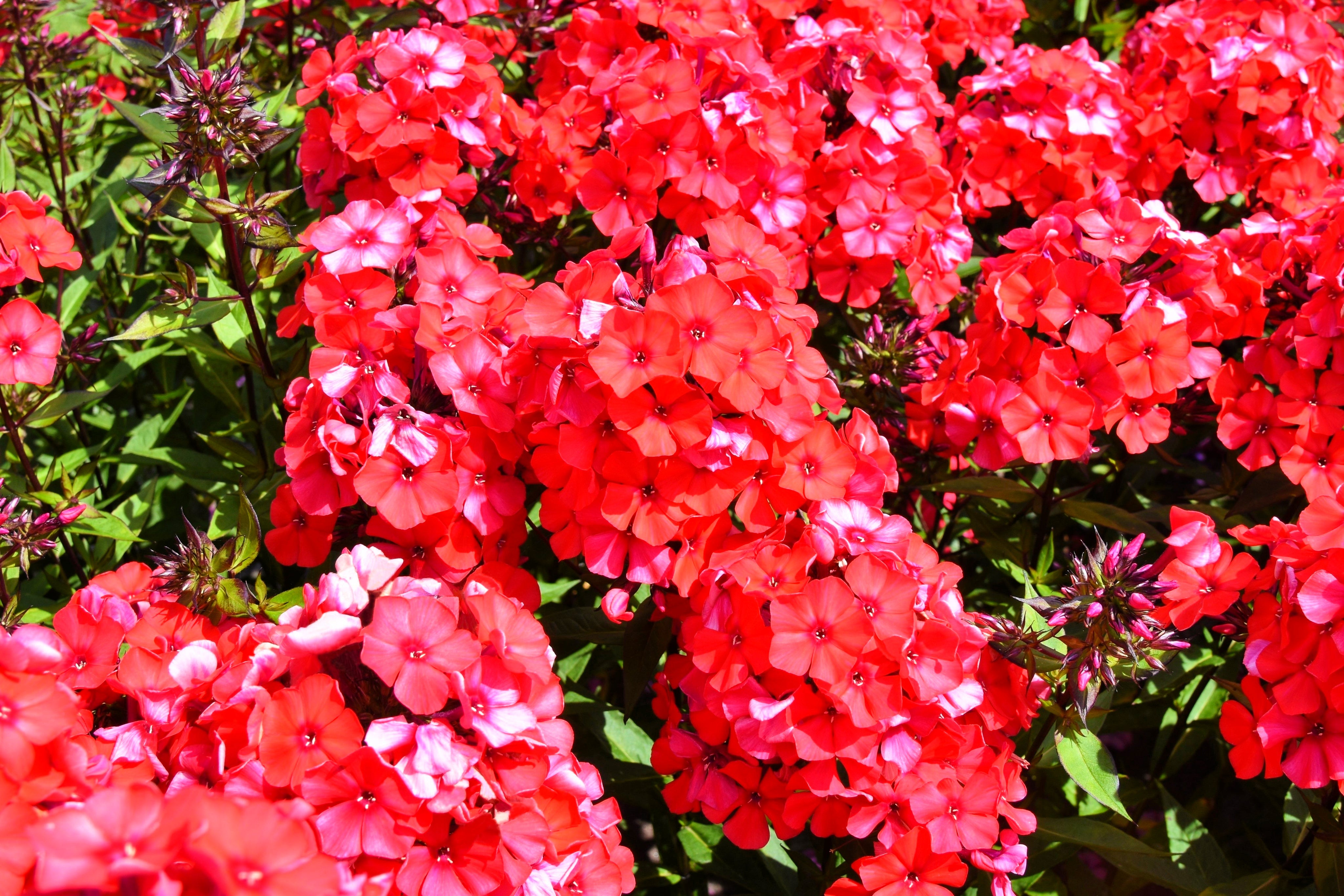 10 TALL GARDEN PHLOX Paniculata Mixed Colors 'New Hybrids Mix' Flower ...