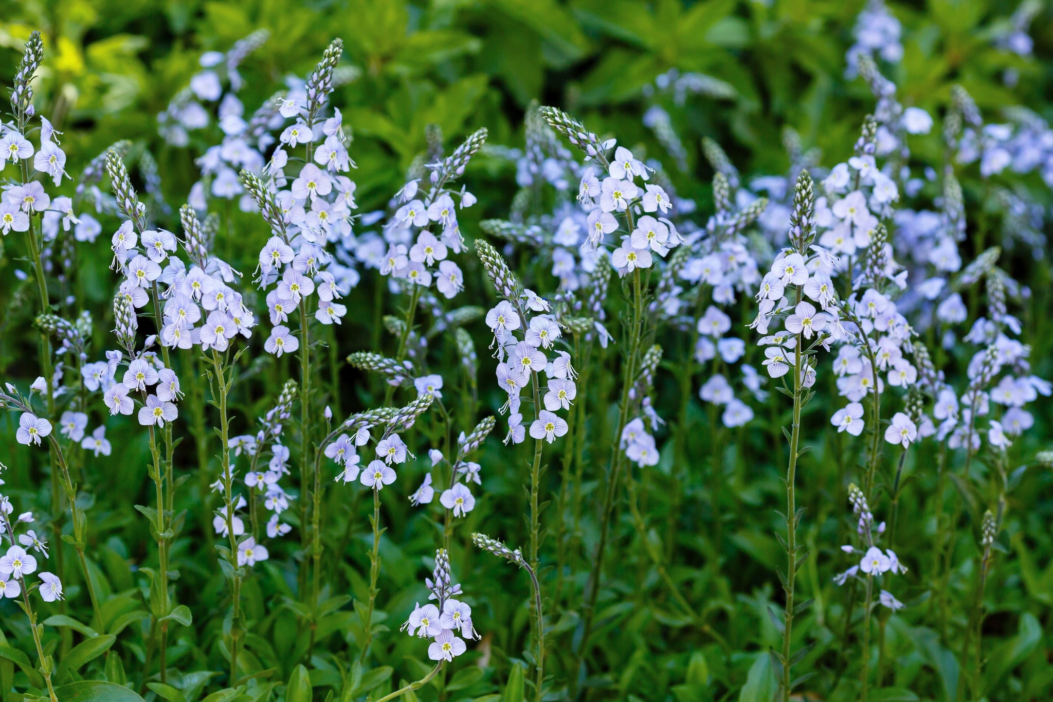 25 BLUE STREAK SPEEDWELL Veronica Gentianoides Flower Seeds – Seedville USA