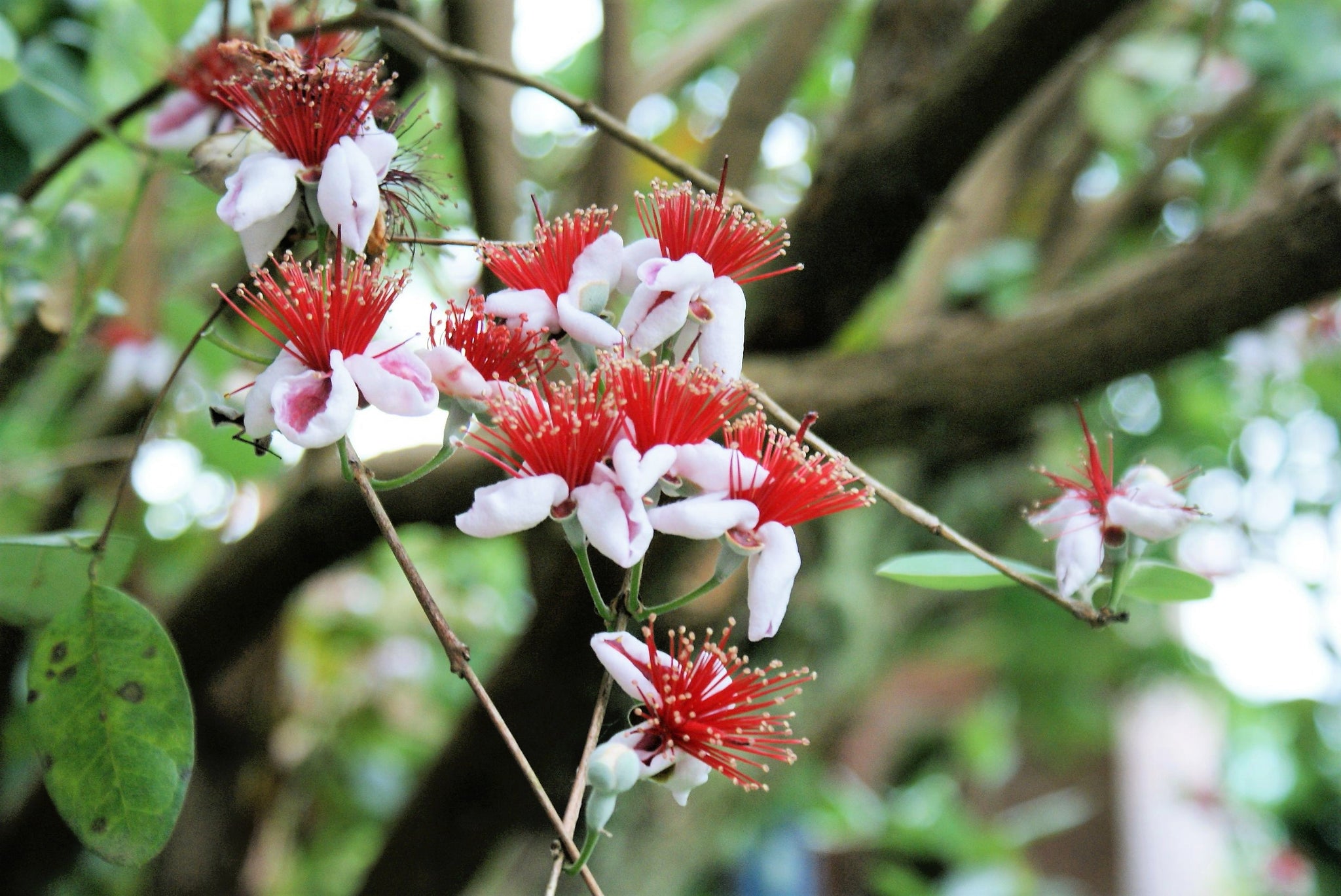 10 PINEAPPLE GUAVA Fruit Acca Guavasteen Brazilian or Fig Guava Feijoa ...