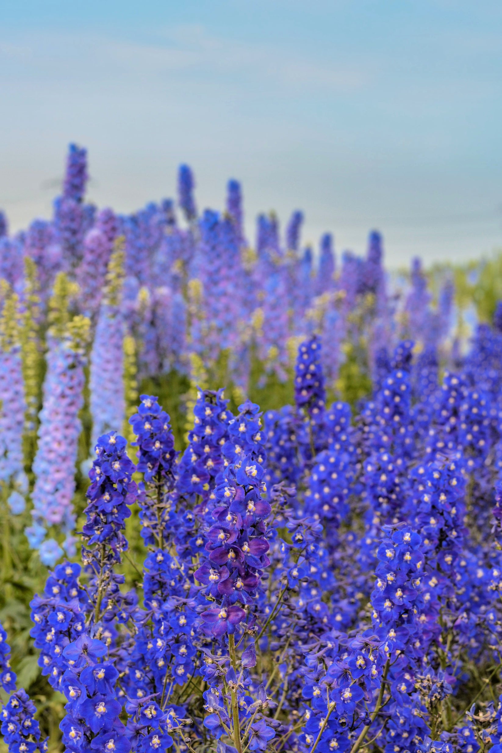 100 BLUE SPIRE LARKSPUR Delphinium Consolida Ambigua Ajacis Flower See ...