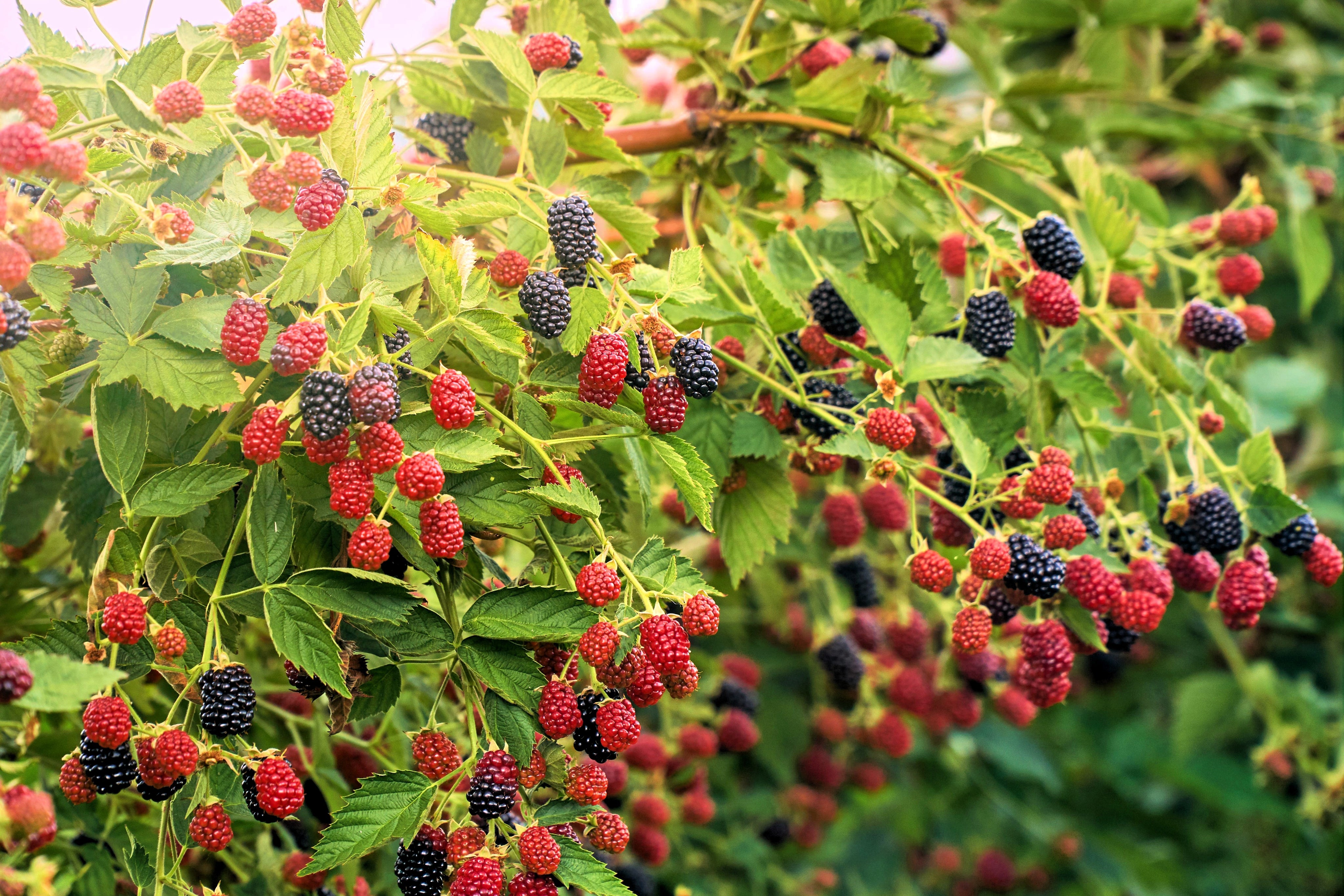 100 BLACKBERRY Fruit Bush Rubus Allegheniensis Seeds – Seedville USA
