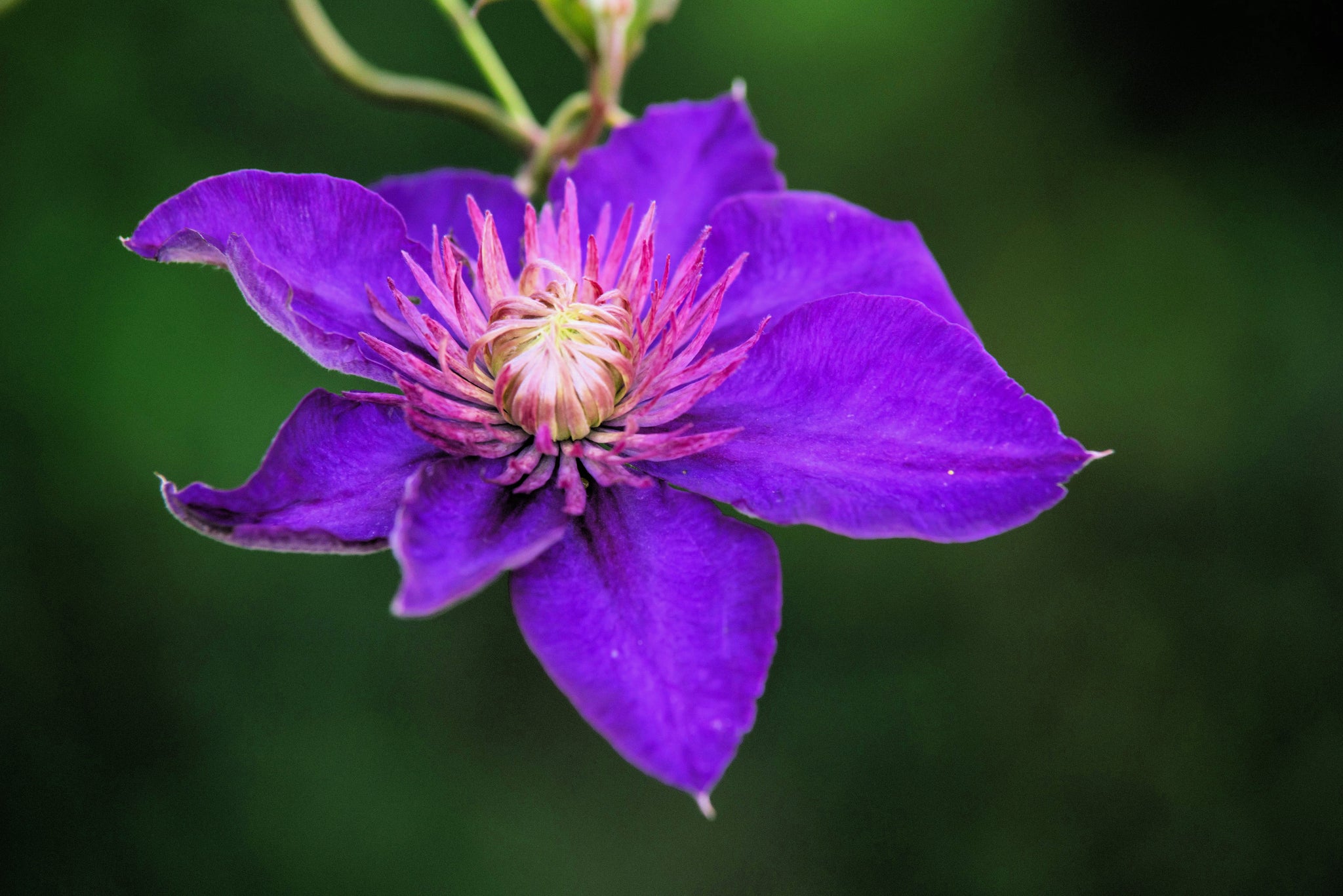 10 PURPLE ALPINE CLEMATIS Alpina Virgin's Bower Flower Vine Seeds ...