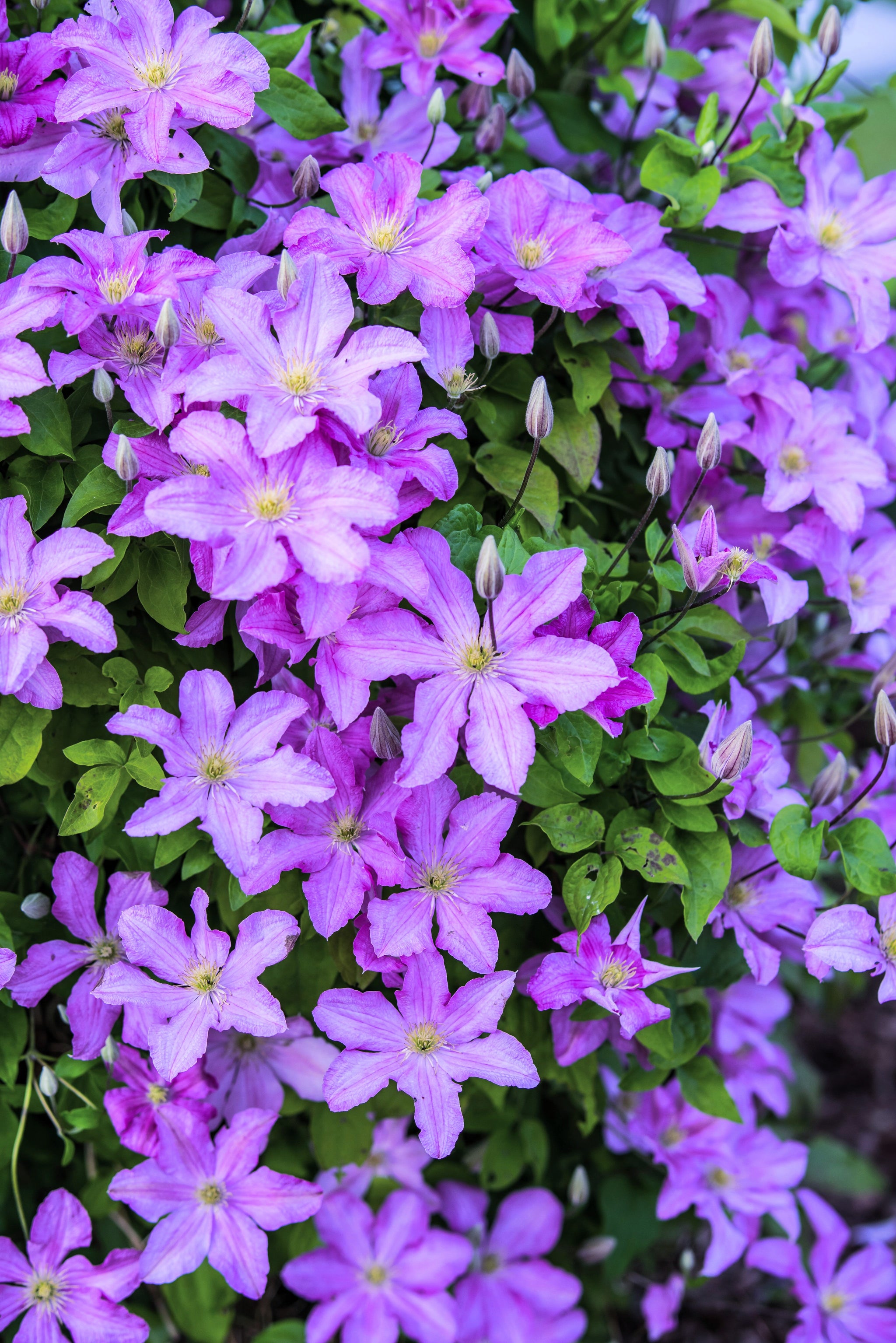 10 PURPLE ALPINE CLEMATIS Alpina Virgin's Bower Flower Vine Seeds ...
