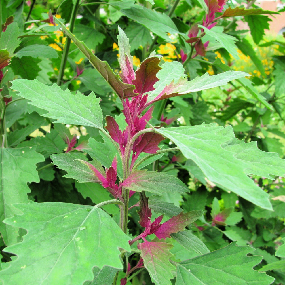 100 GIANT GOOSEFOOT Chenopodium Giganteum Purple Magenta Spreen Vegeta ...
