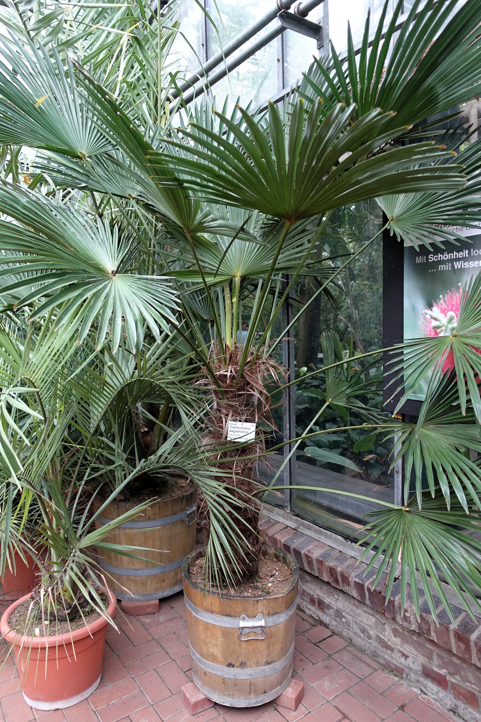 10 WAGNER WINDMILL PALM Dwarf Chusa Trachycarpus Fortunei Wagnerianus ...