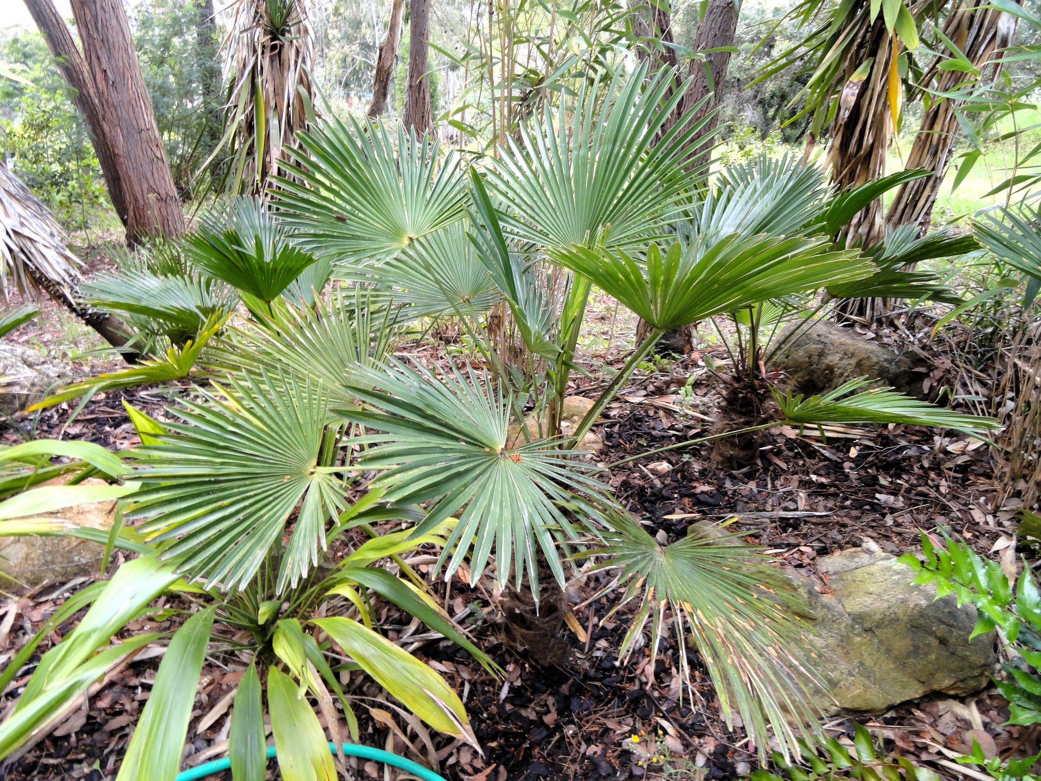 10 WAGNER WINDMILL PALM Dwarf Chusa Trachycarpus Fortunei Wagnerianus ...
