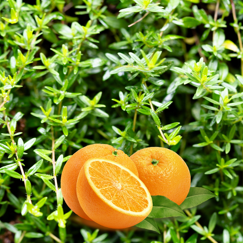 30 ORANGE THYME Orangelo Thymus Vulgaris Fragrantissimus Culinary Herb ...