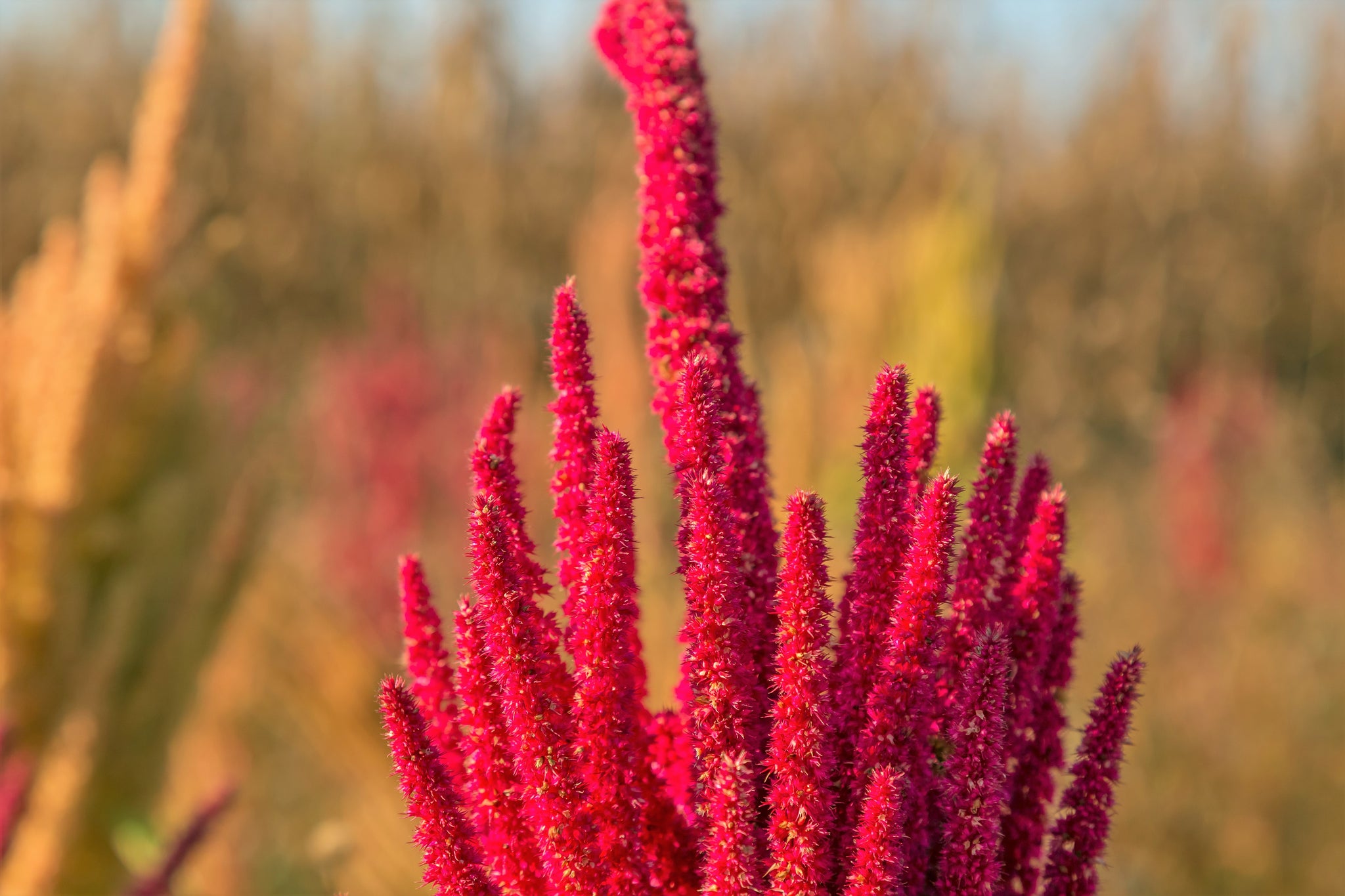 100 Tricolor EARLY SPLENDOR AMARANTHUS Hypochondricus Flower Seeds ...